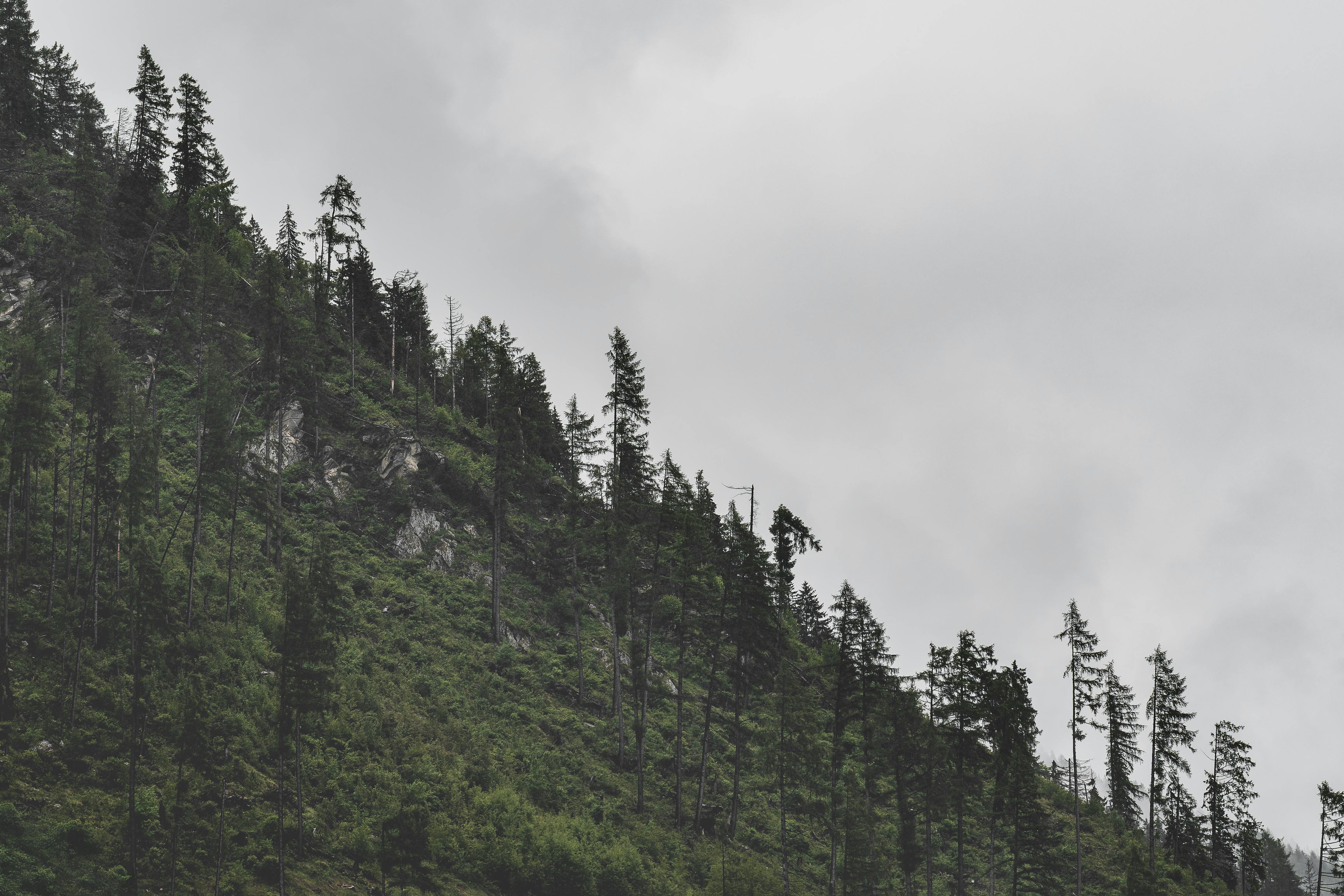 Tree Line Photos, Download The BEST Free Tree Line Stock Photos & HD Images