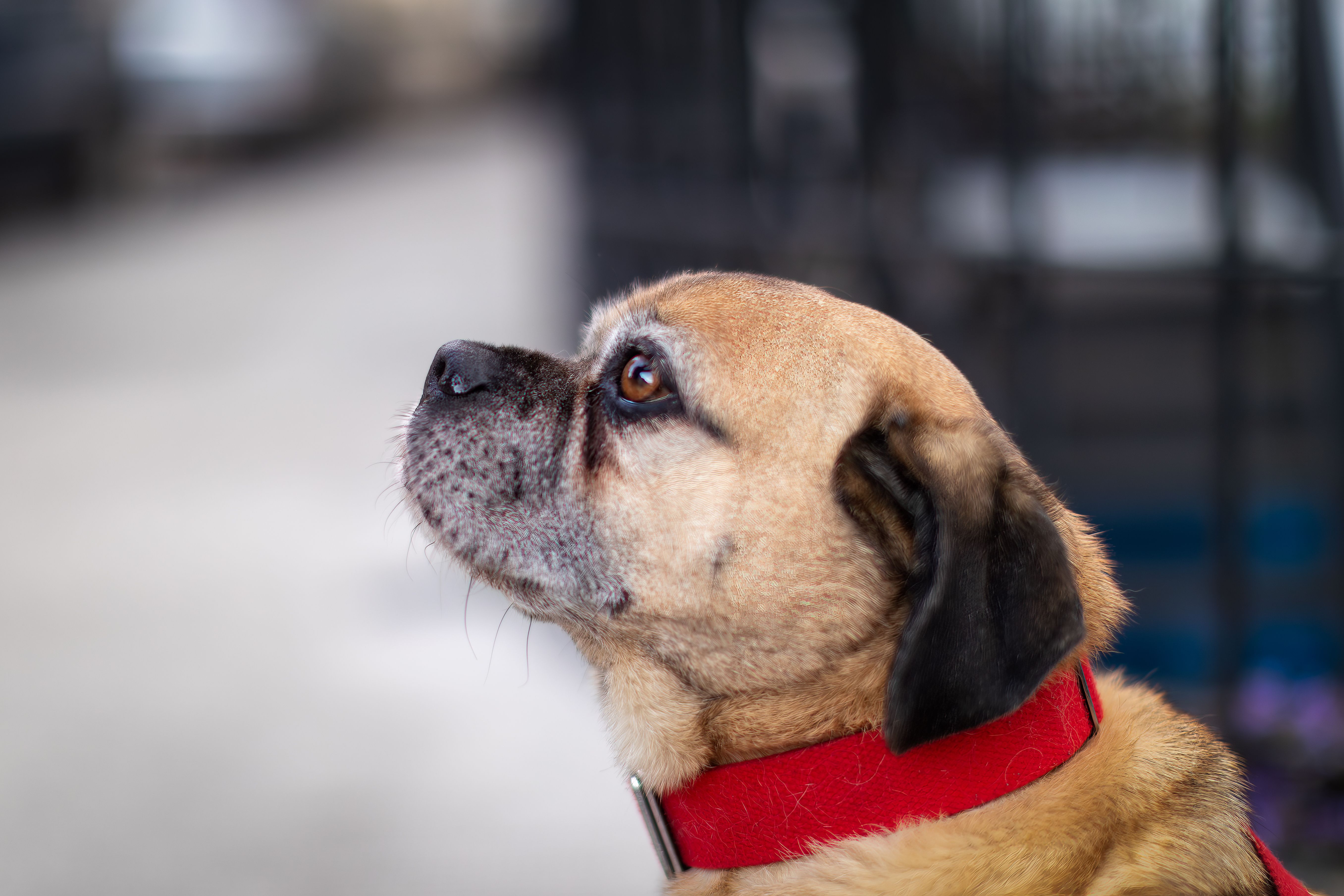 Adorable Pug Mix Dog with Red Collar Outdoors · Free Stock Photo