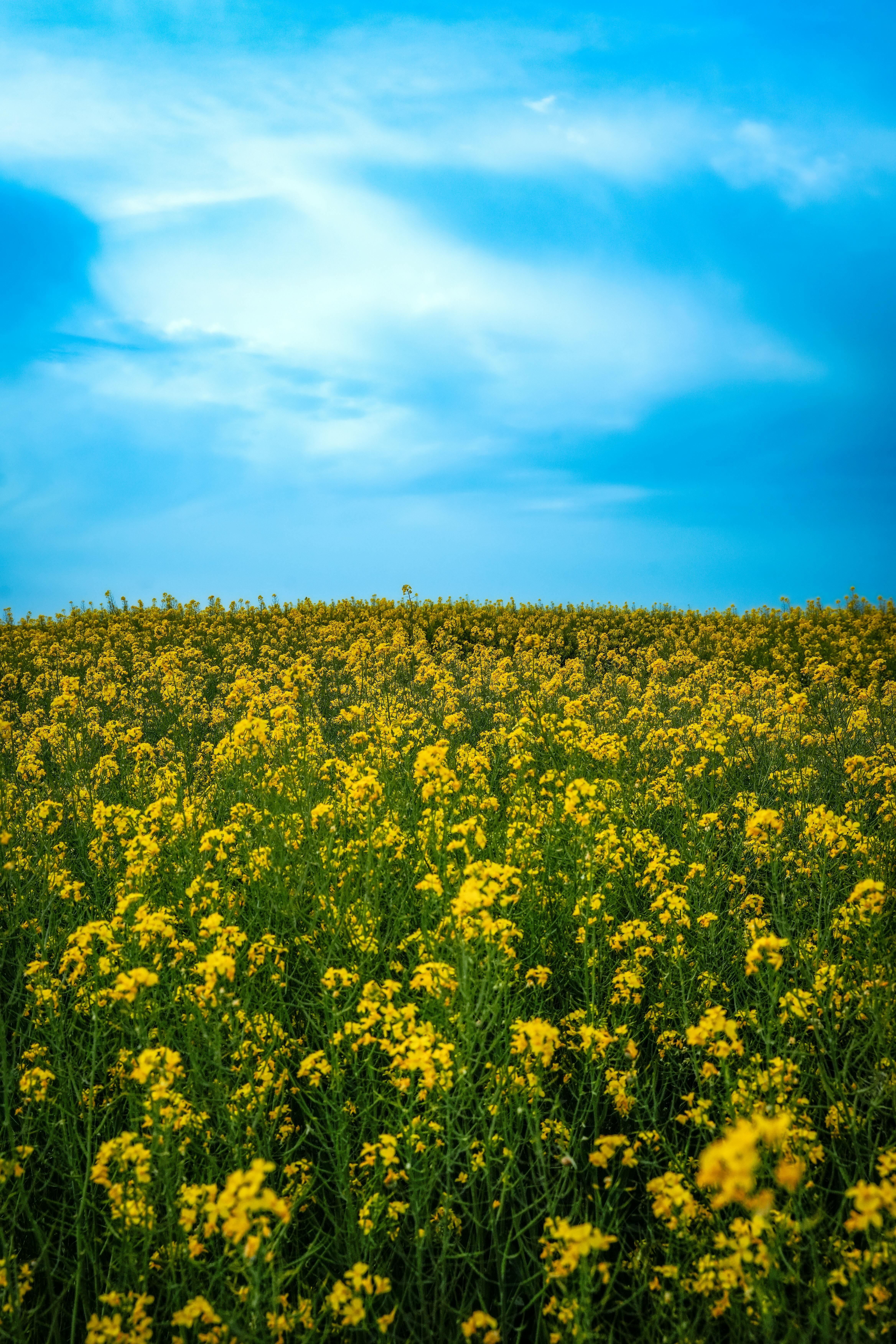 Sunn Schema Photos, Download The BEST Free Sunn Schema Stock Photos ...