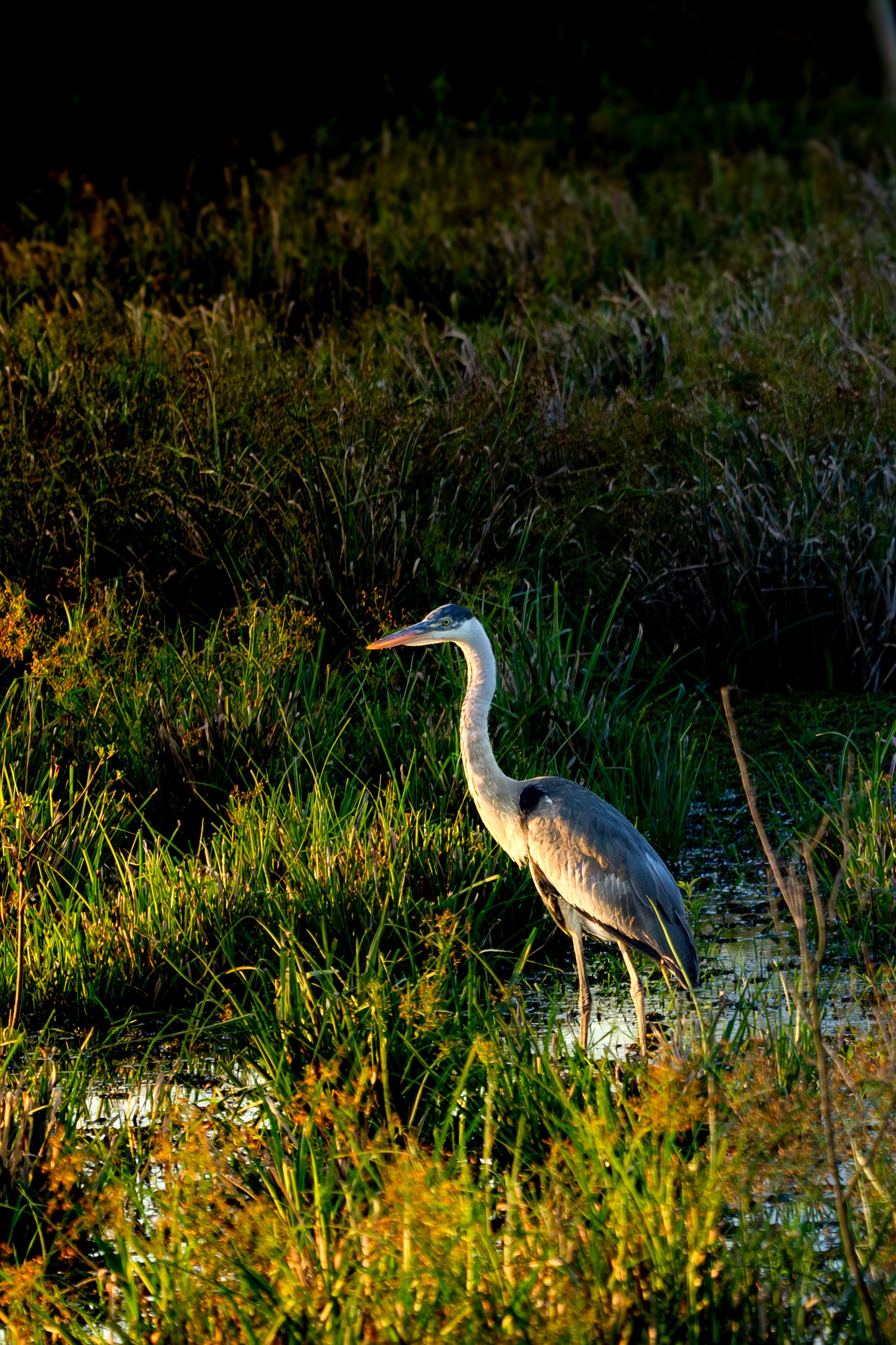 Marshland At Sunset Photos, Download The BEST Free Marshland At Sunset ...