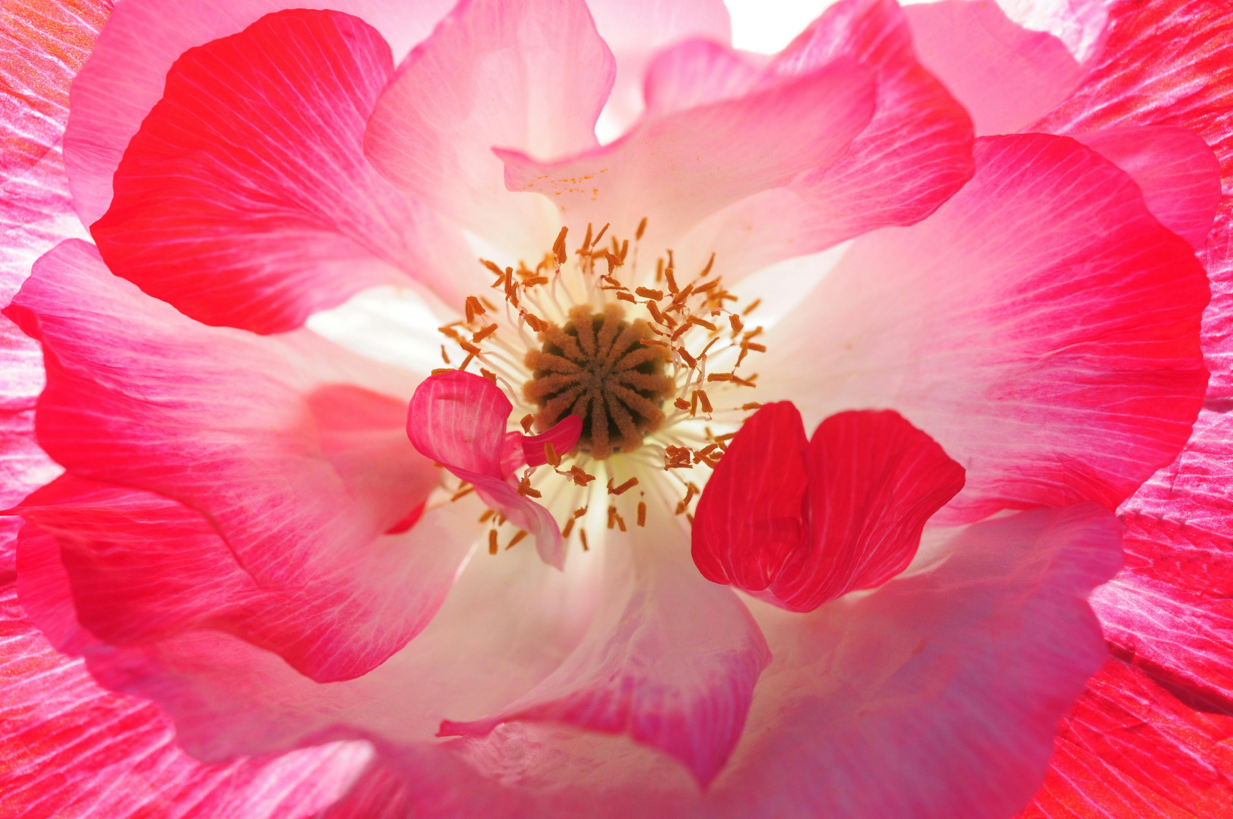 Desktop Slideshow Wallpaper Photos, Download The BEST Free Desktop ...