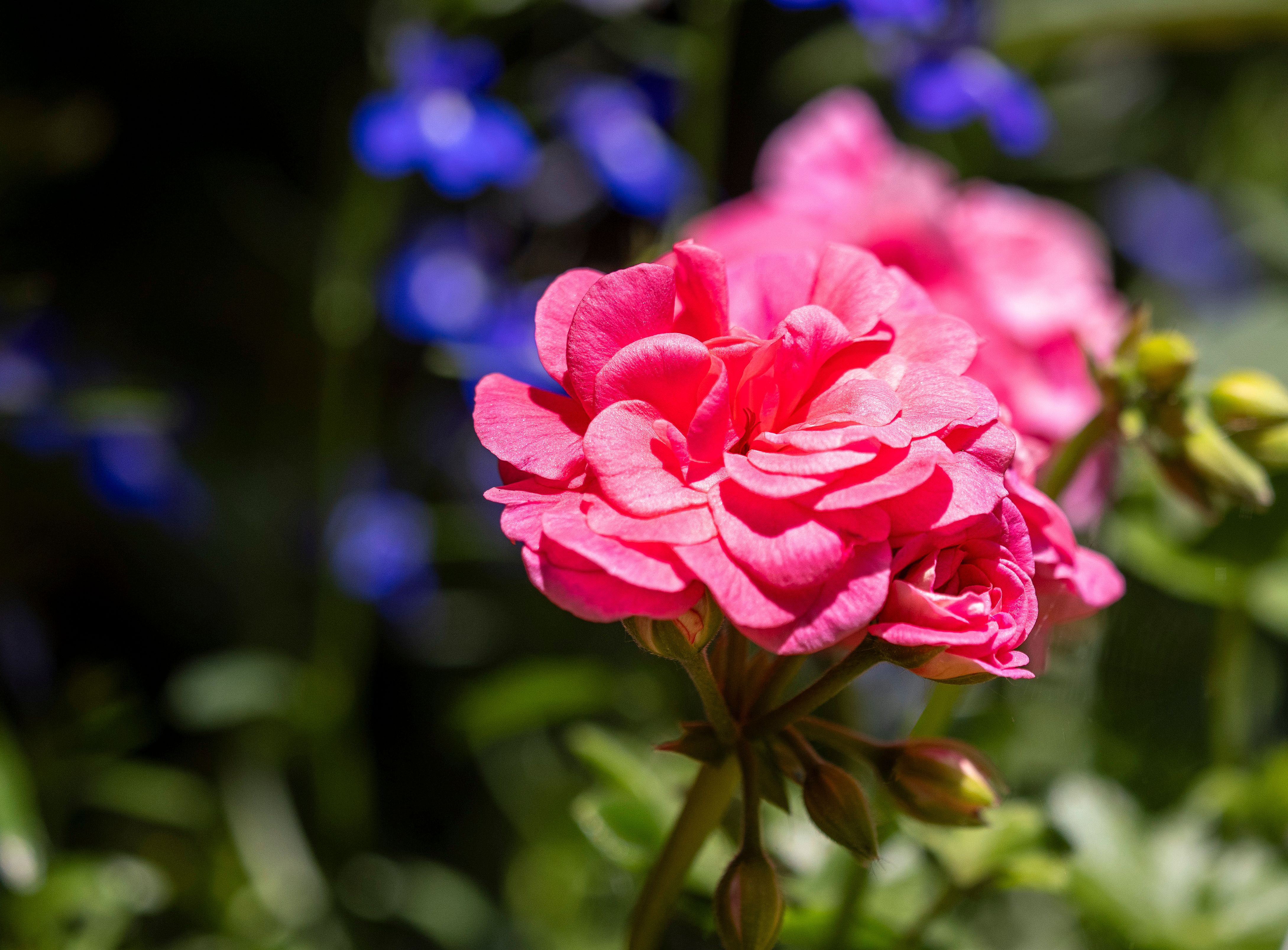 Geranium Photos, Download The BEST Free Geranium Stock Photos & HD Images