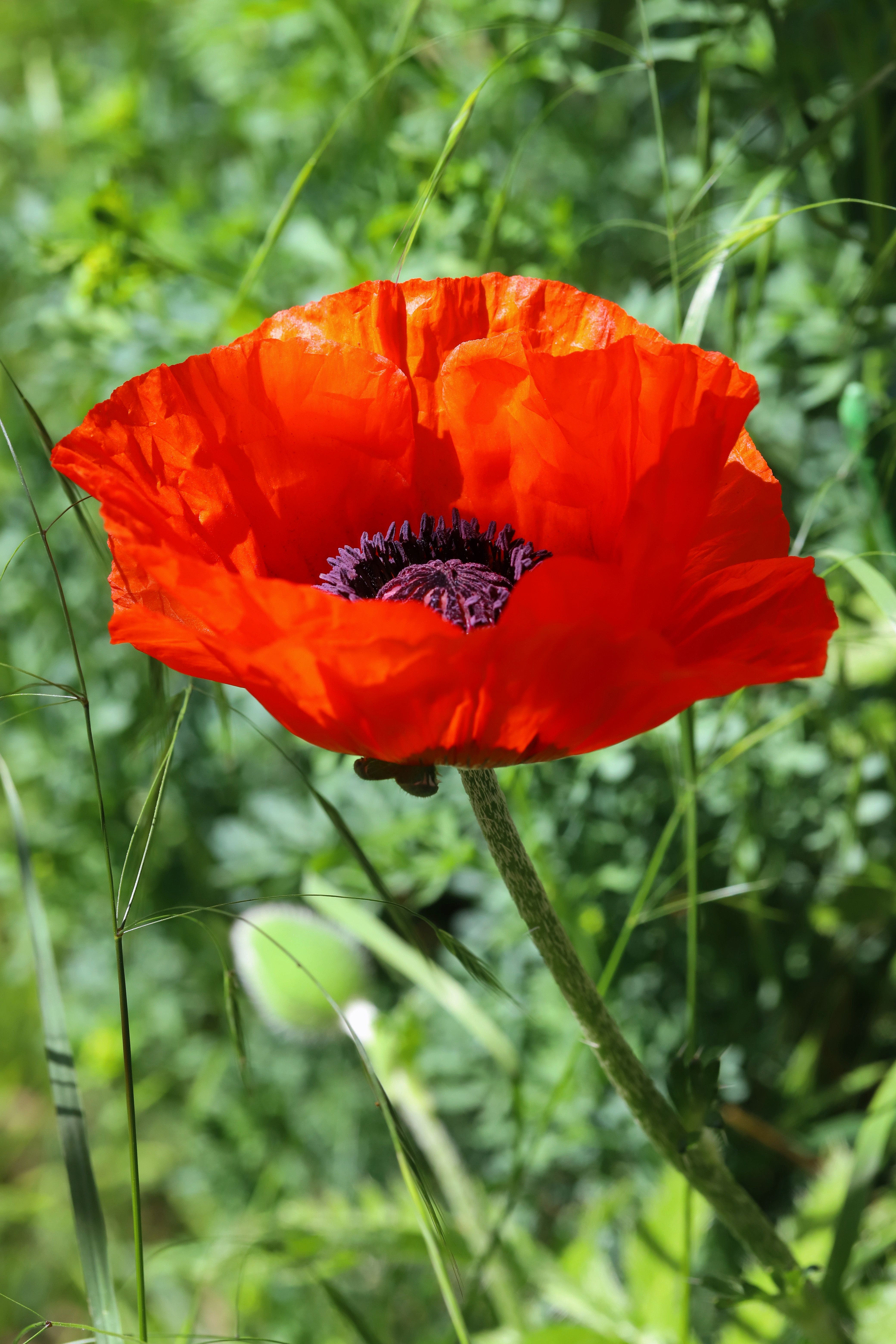 Vibrant Red Poppy Bloom in Sunlit Meadow · Free Stock Photo