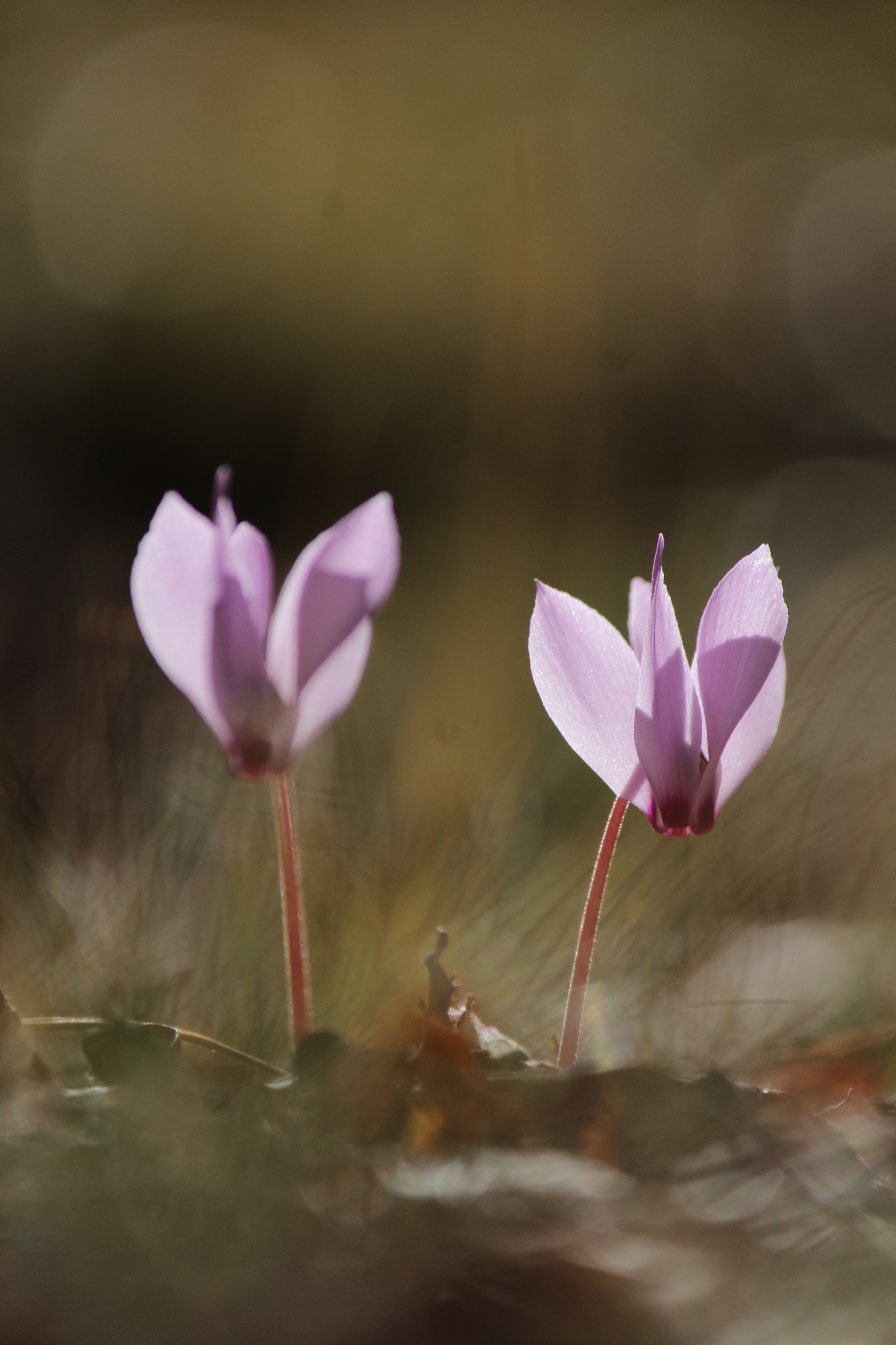 Unedited Flower Garden Photos, Download The BEST Free Unedited Flower ...