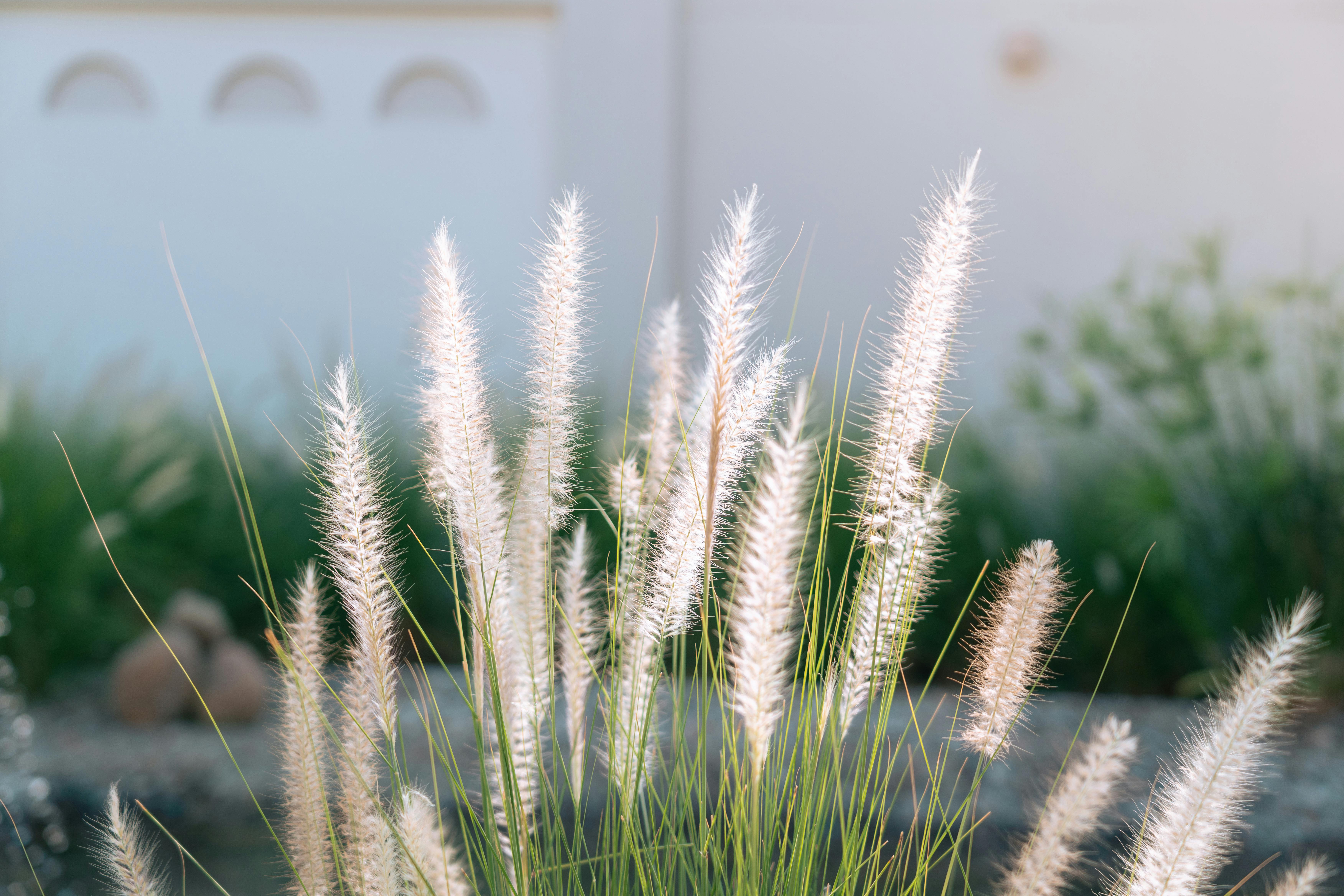 Ornamental Grass Little Bluestem: Grow, Care, Benefits Guide