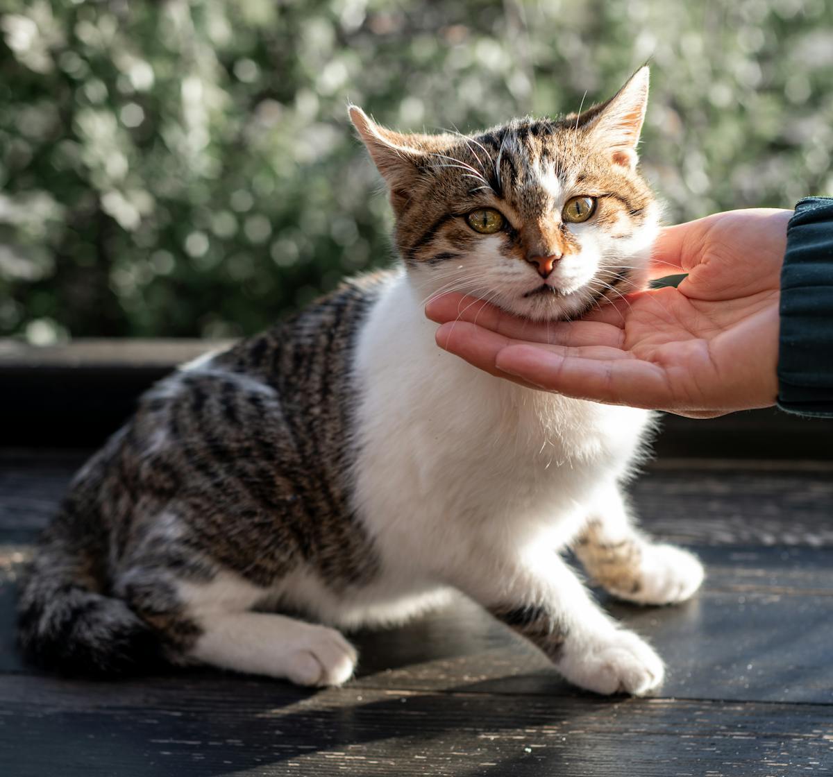 Tabby Cat Photos, Download The BEST Free Tabby Cat Stock Photos & HD Images