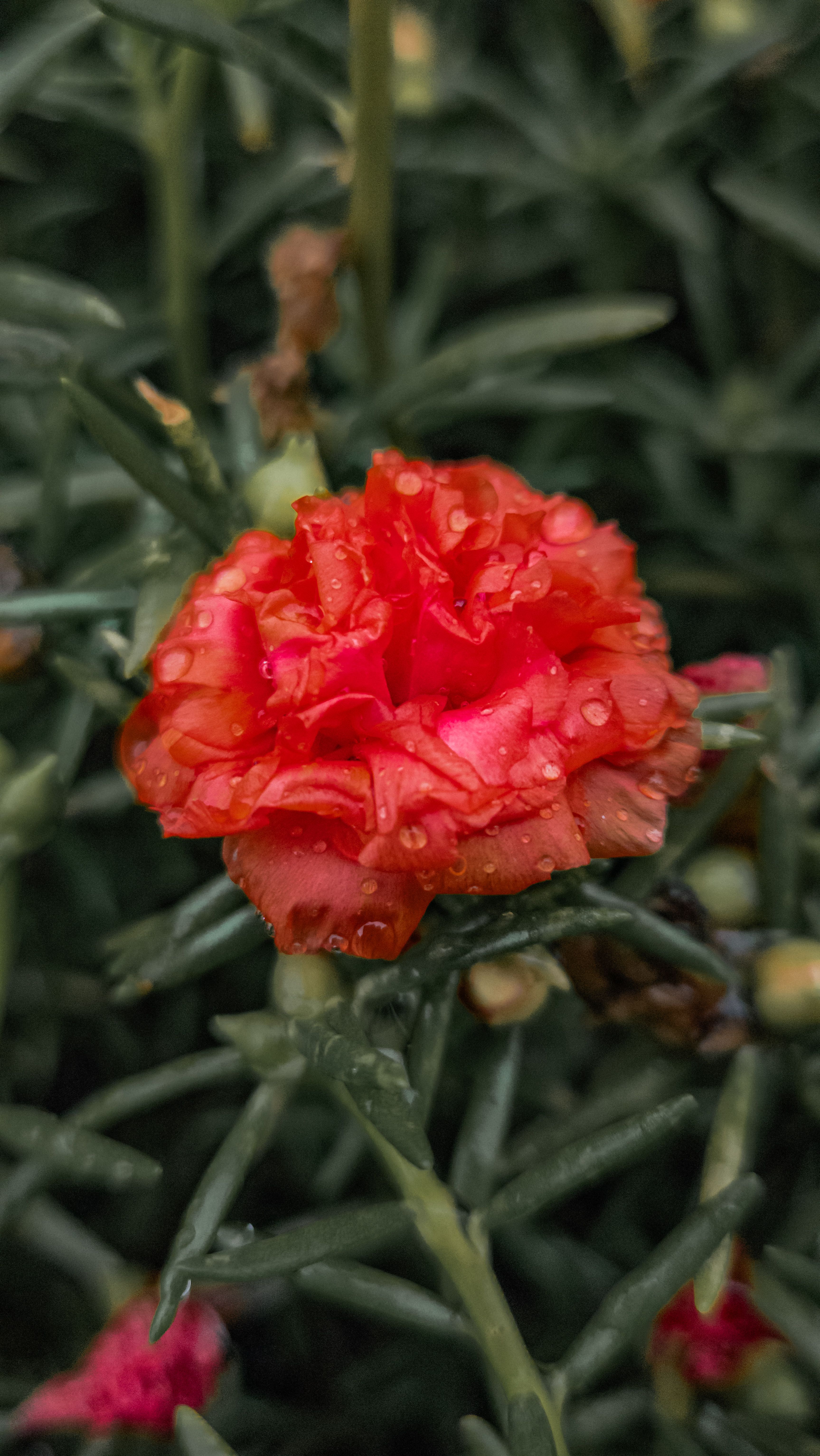 Carnation Flower Photos, Download The BEST Free Carnation Flower Stock ...
