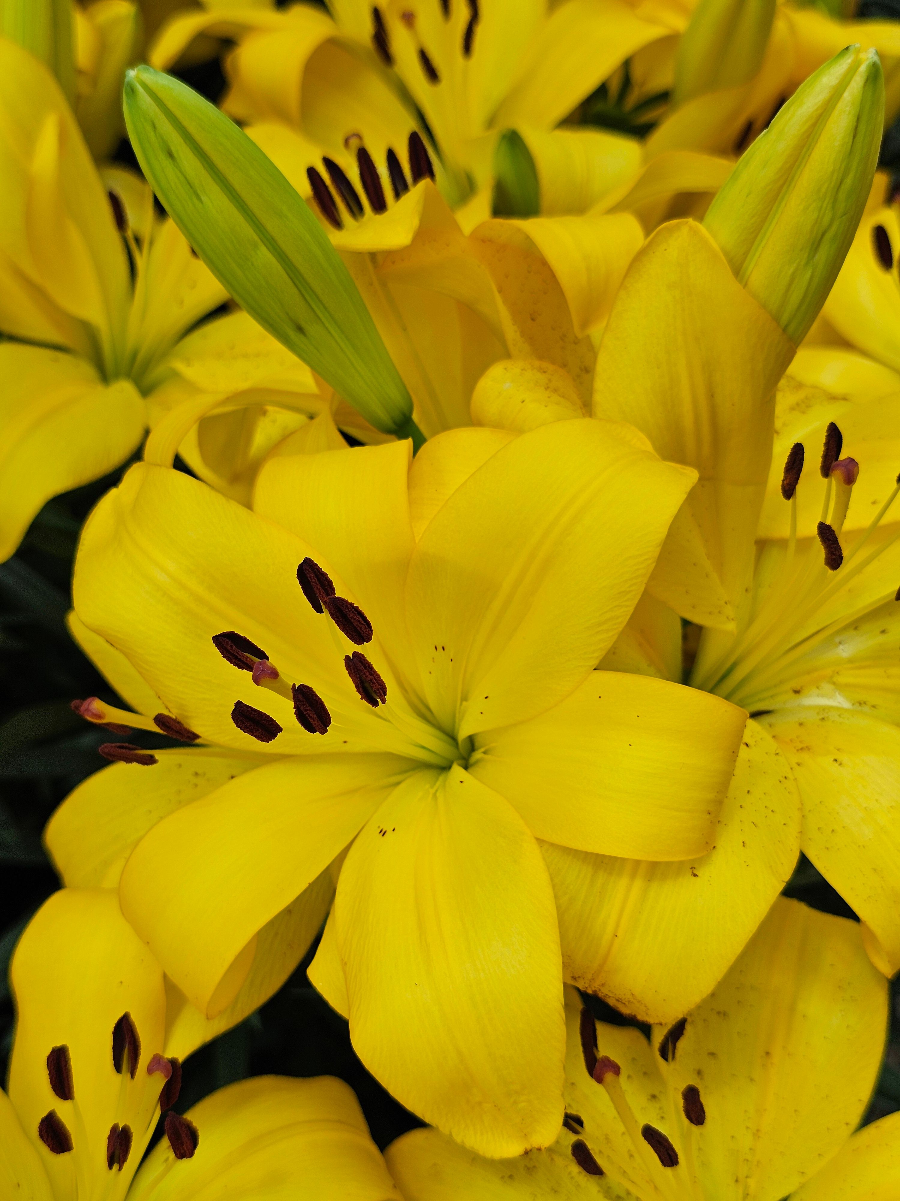 Vibrant Yellow Lilies in Full Bloom Close-up · Free Stock Photo