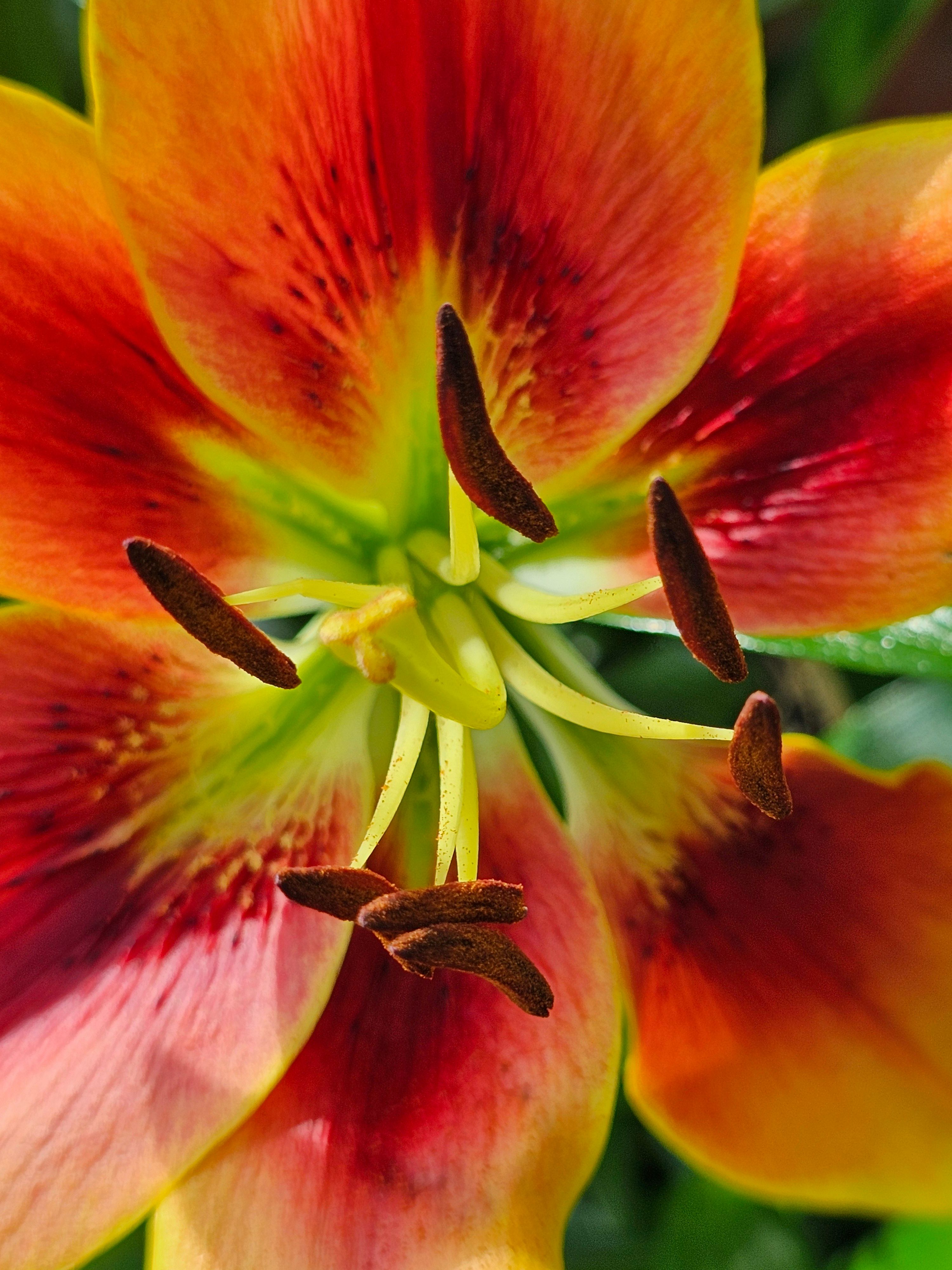 Close-Up of Vibrant Red-Orange Lily Flower · Free Stock Photo