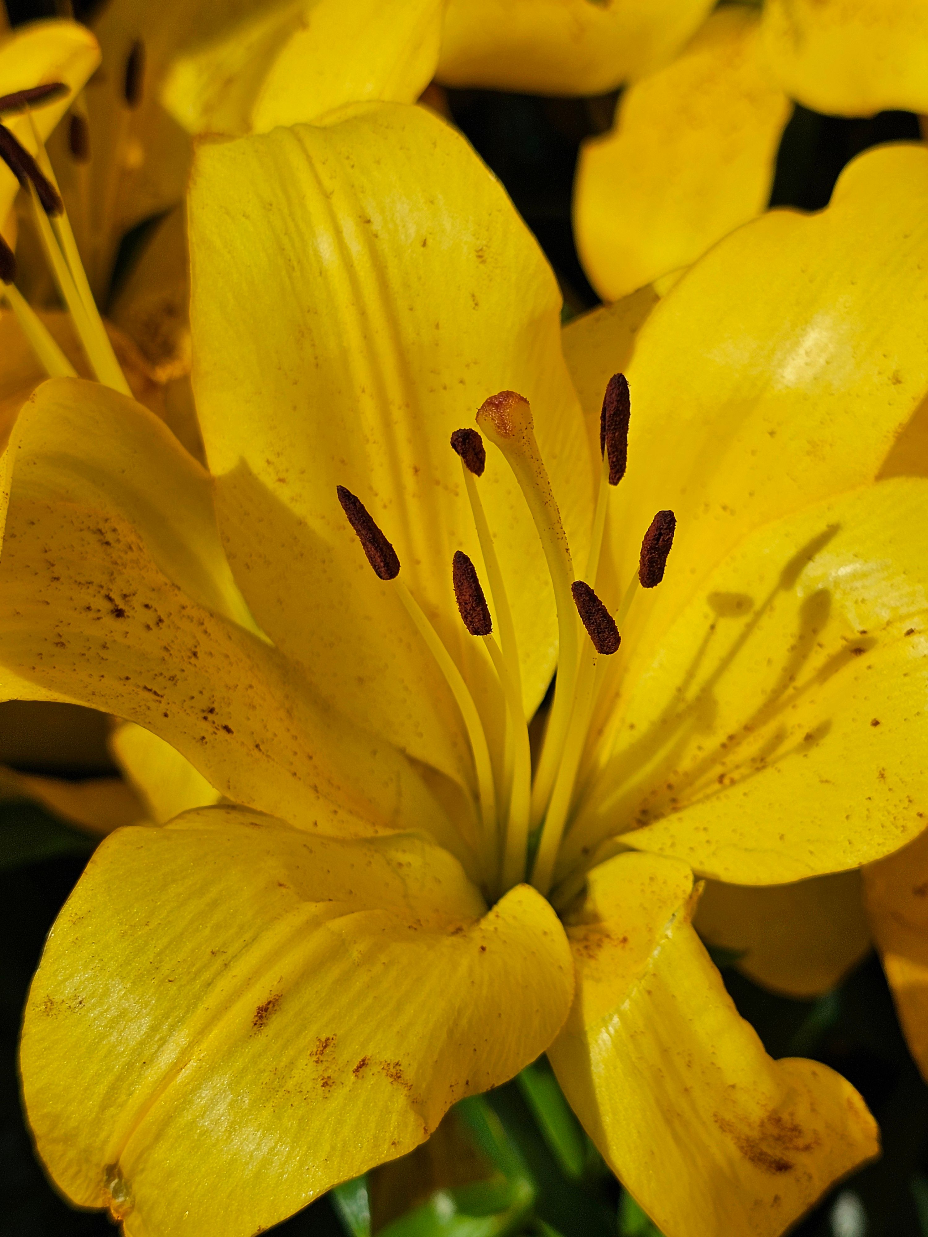 Bright Yellow Lily Close-Up in Bloom · Free Stock Photo