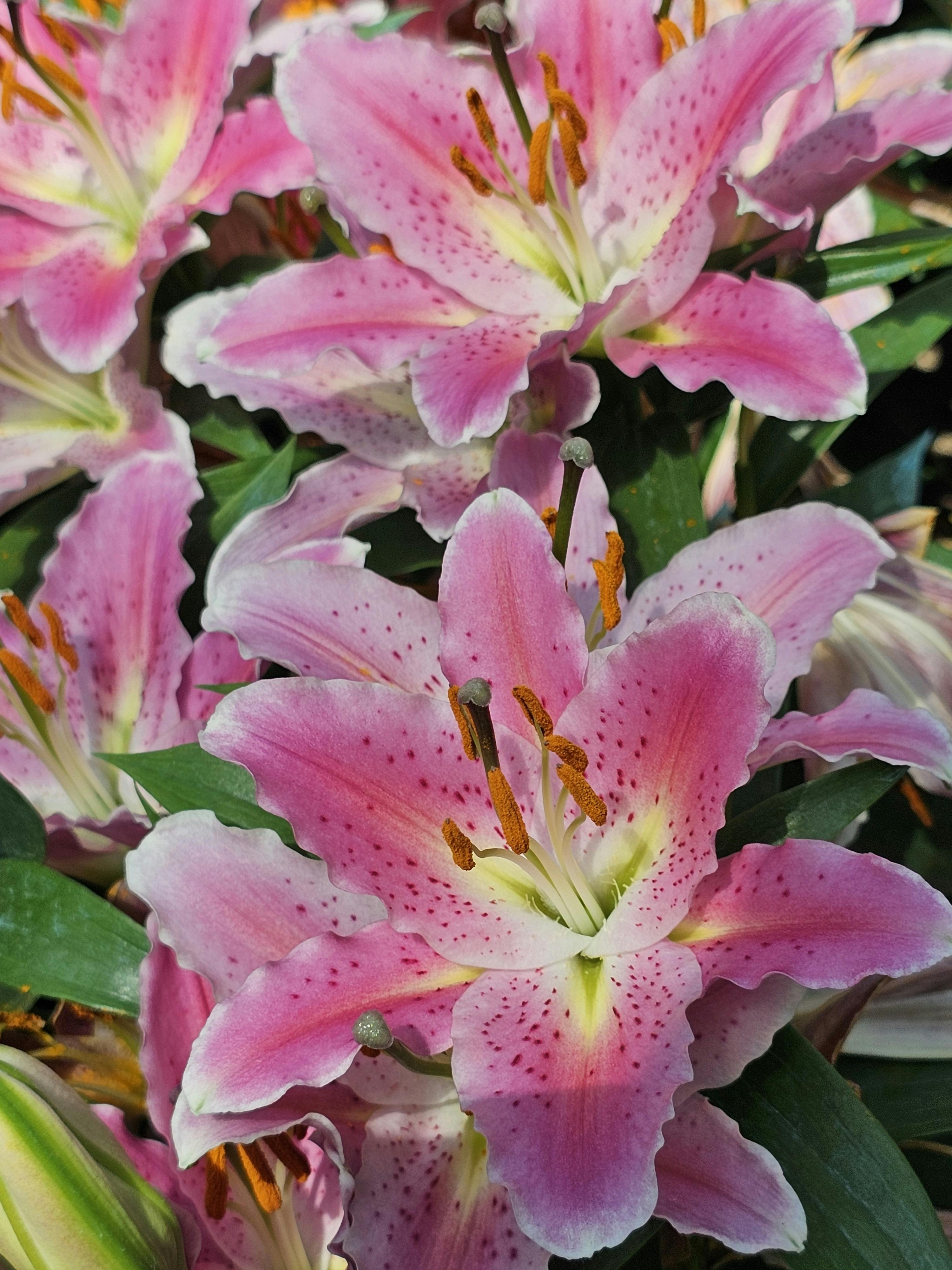 Beautiful Stargazer Lilies in Full Bloom · Free Stock Photo