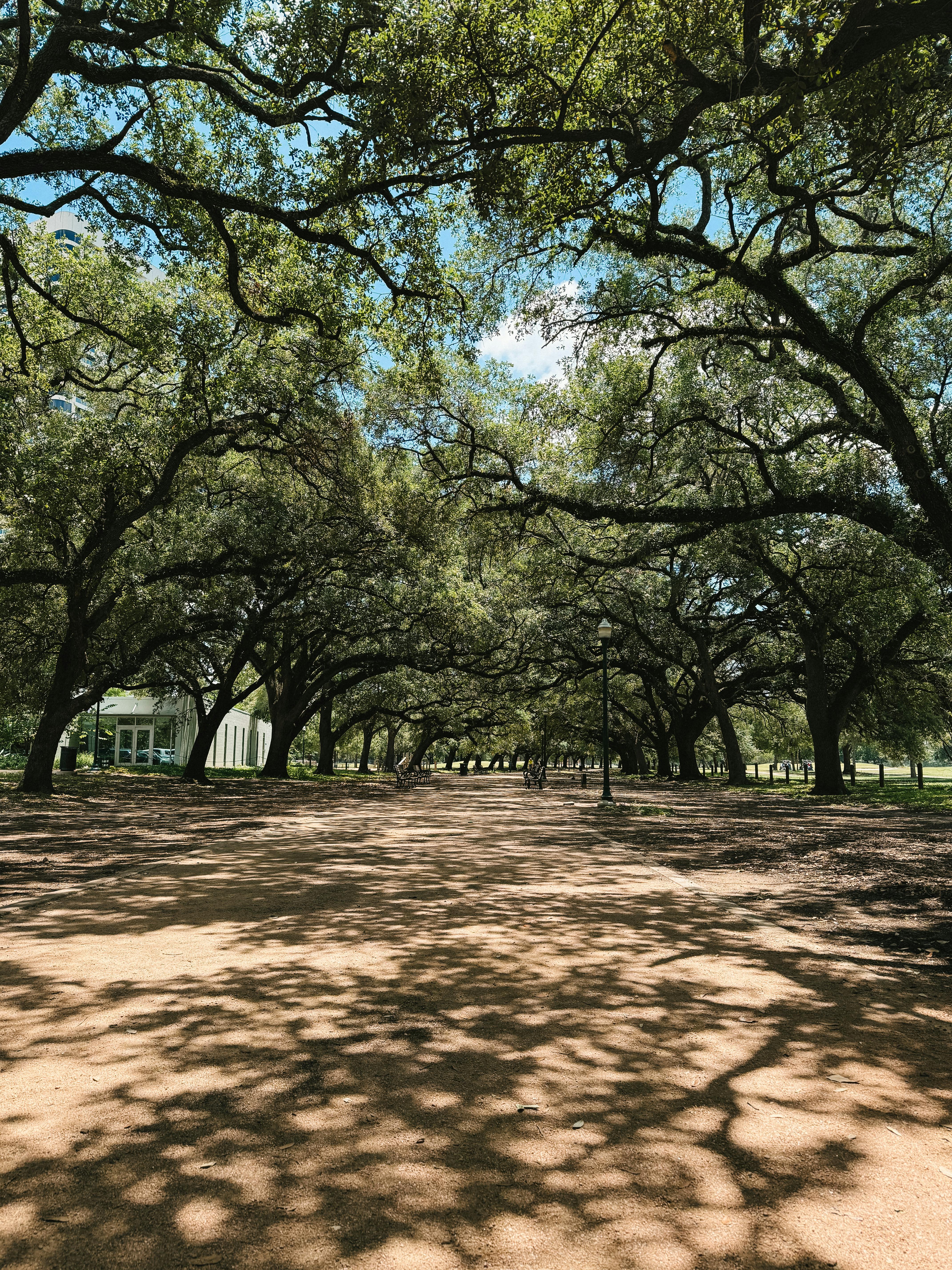 Pathway under Oak Trees in Houston Park · Free Stock Photo
