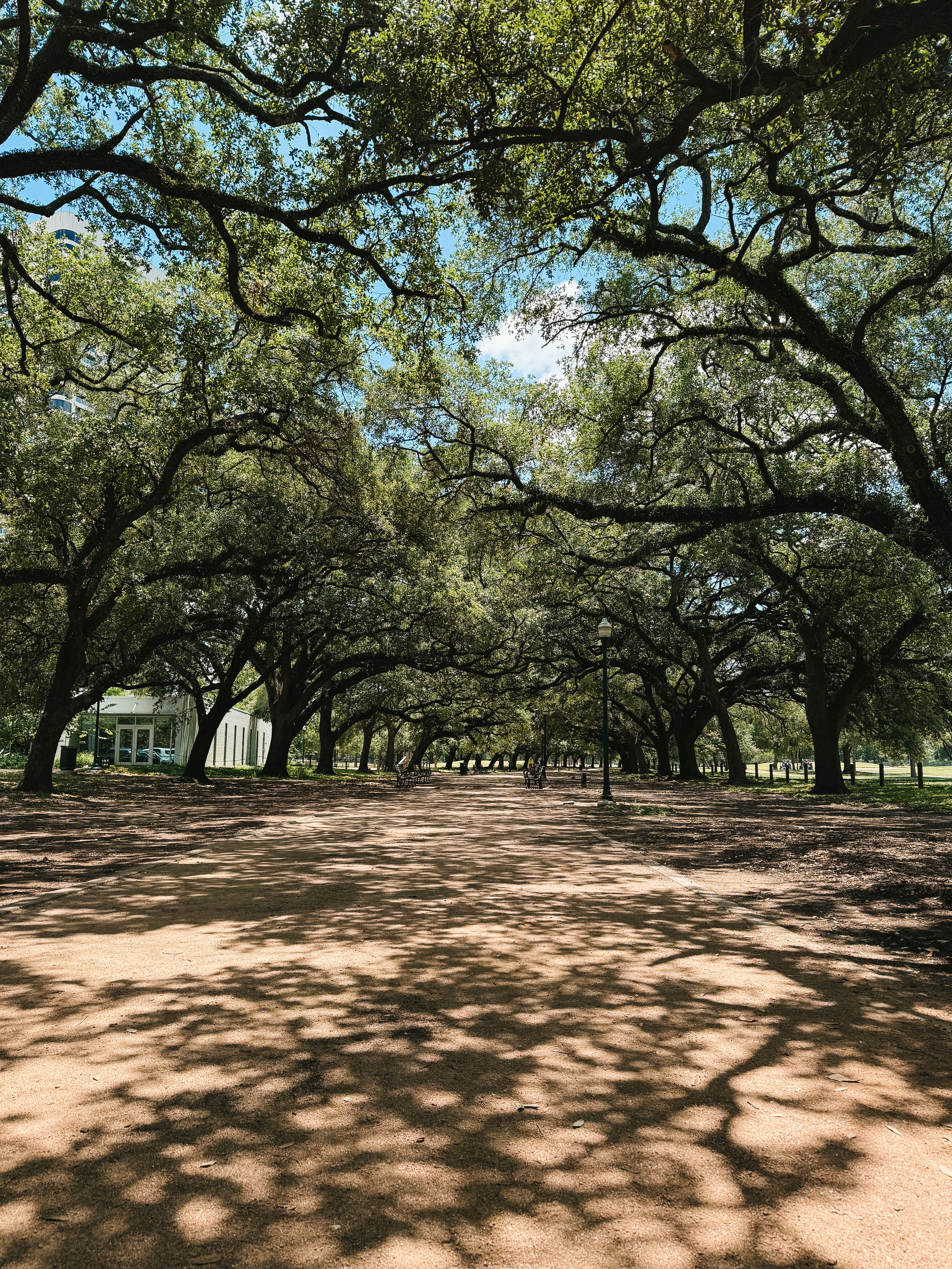 Pathway under Oak Trees in Houston Park · Free Stock Photo