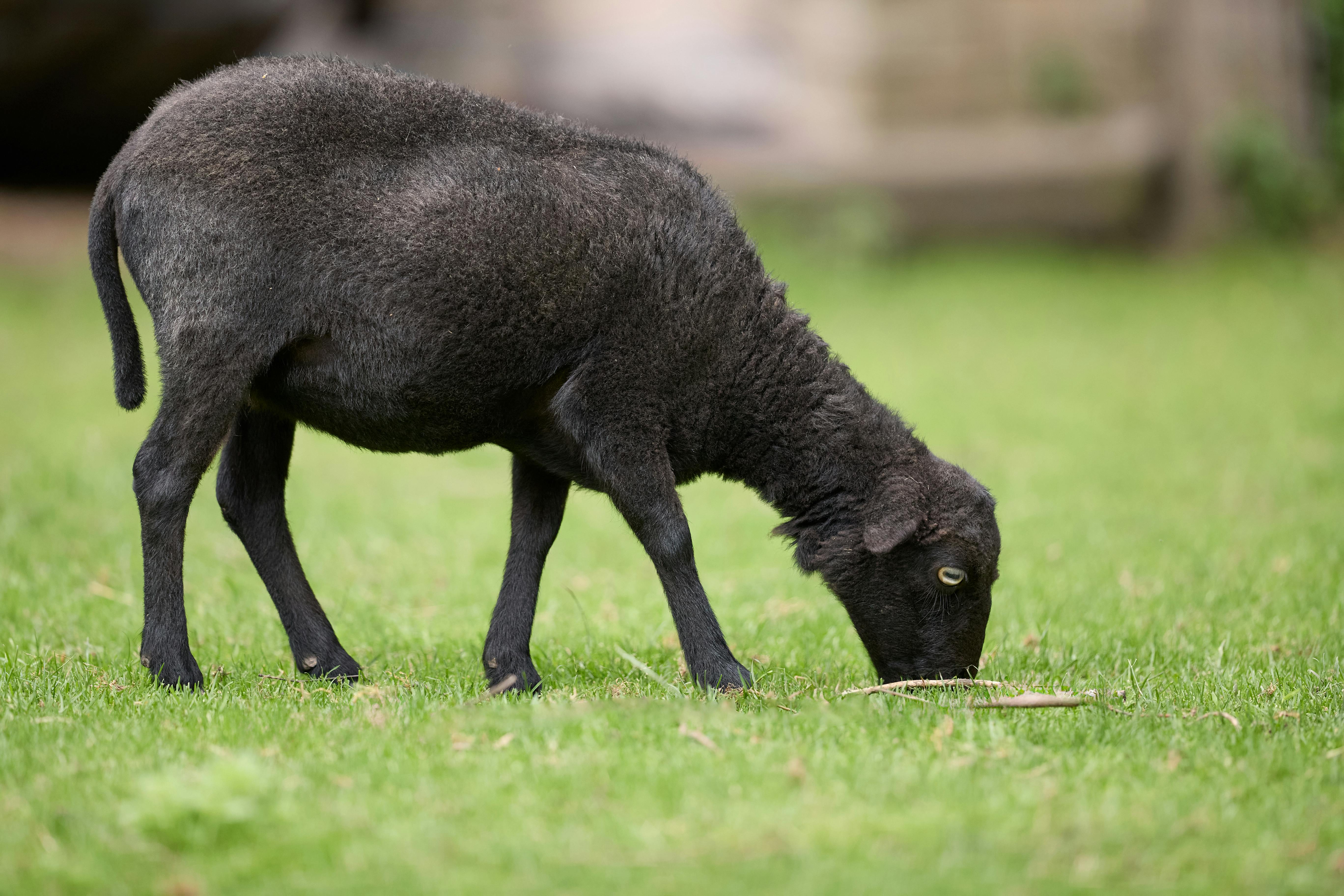 Cordero Negro Pastando En Un Exuberante Pasto Verde · Foto de stock ...