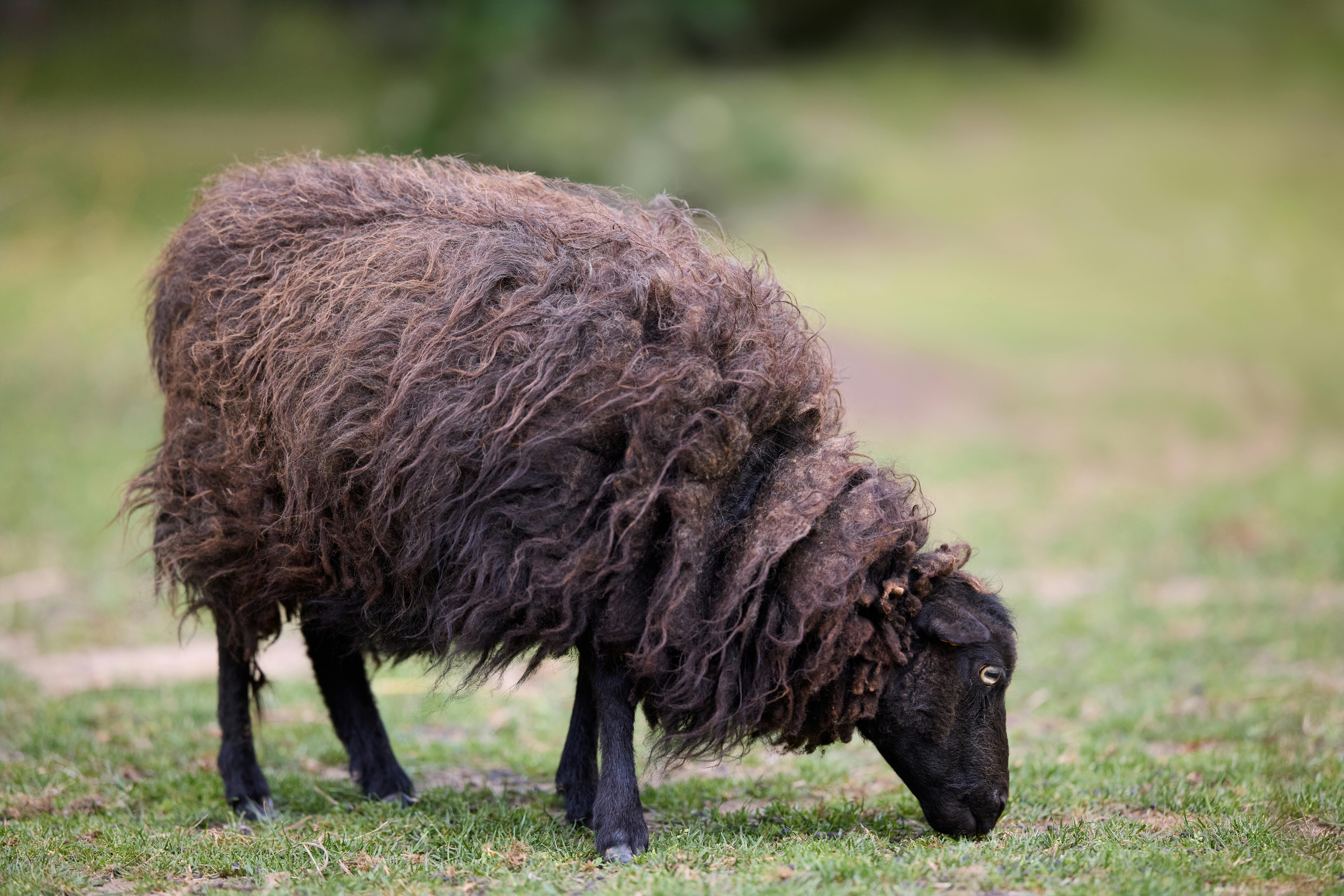 Dark Brown Breton Dwarf Sheep Grazing on Pasture · Free Stock Photo