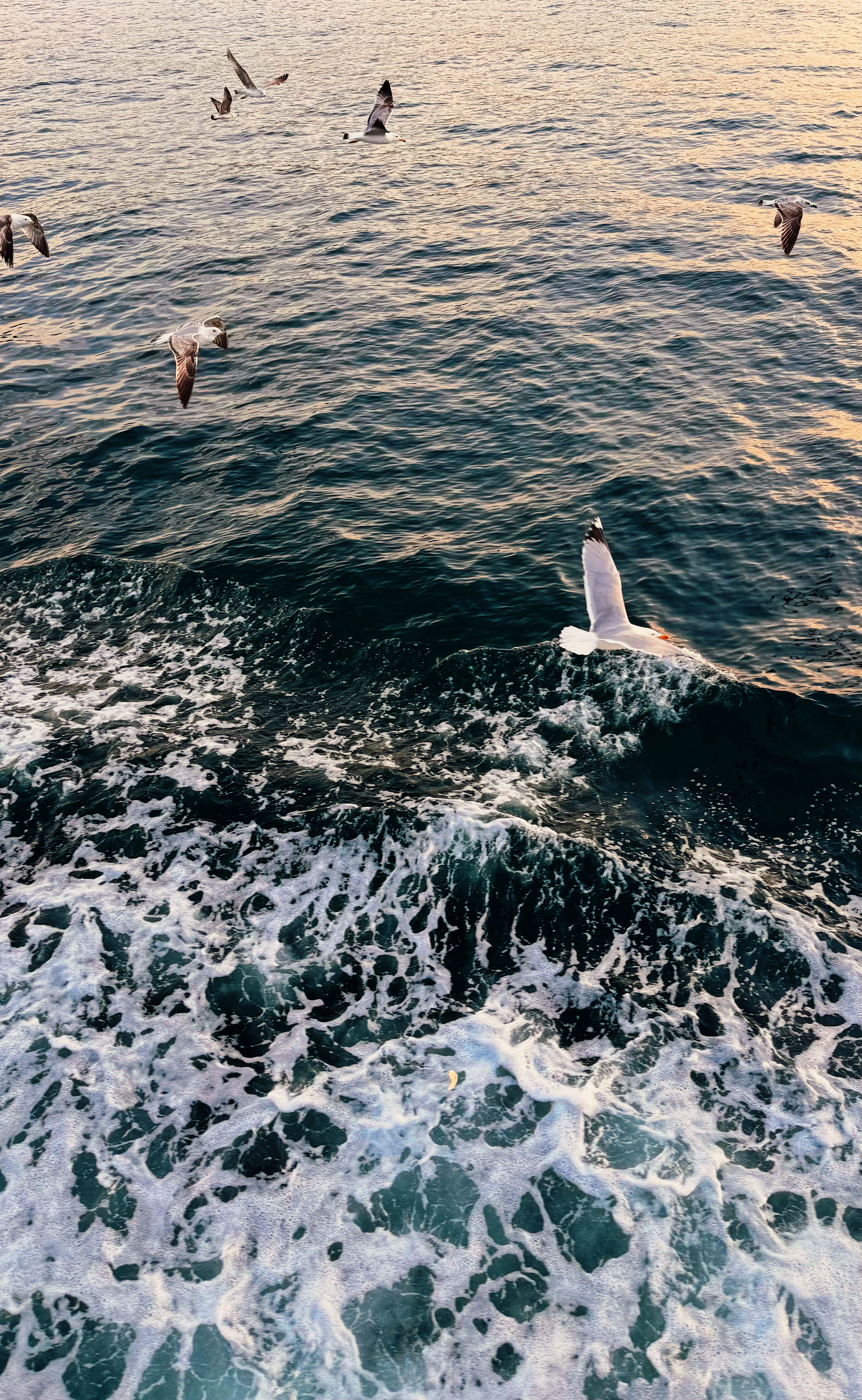 Seagulls Soaring Above Ocean Waves at Sunset · Free Stock Photo