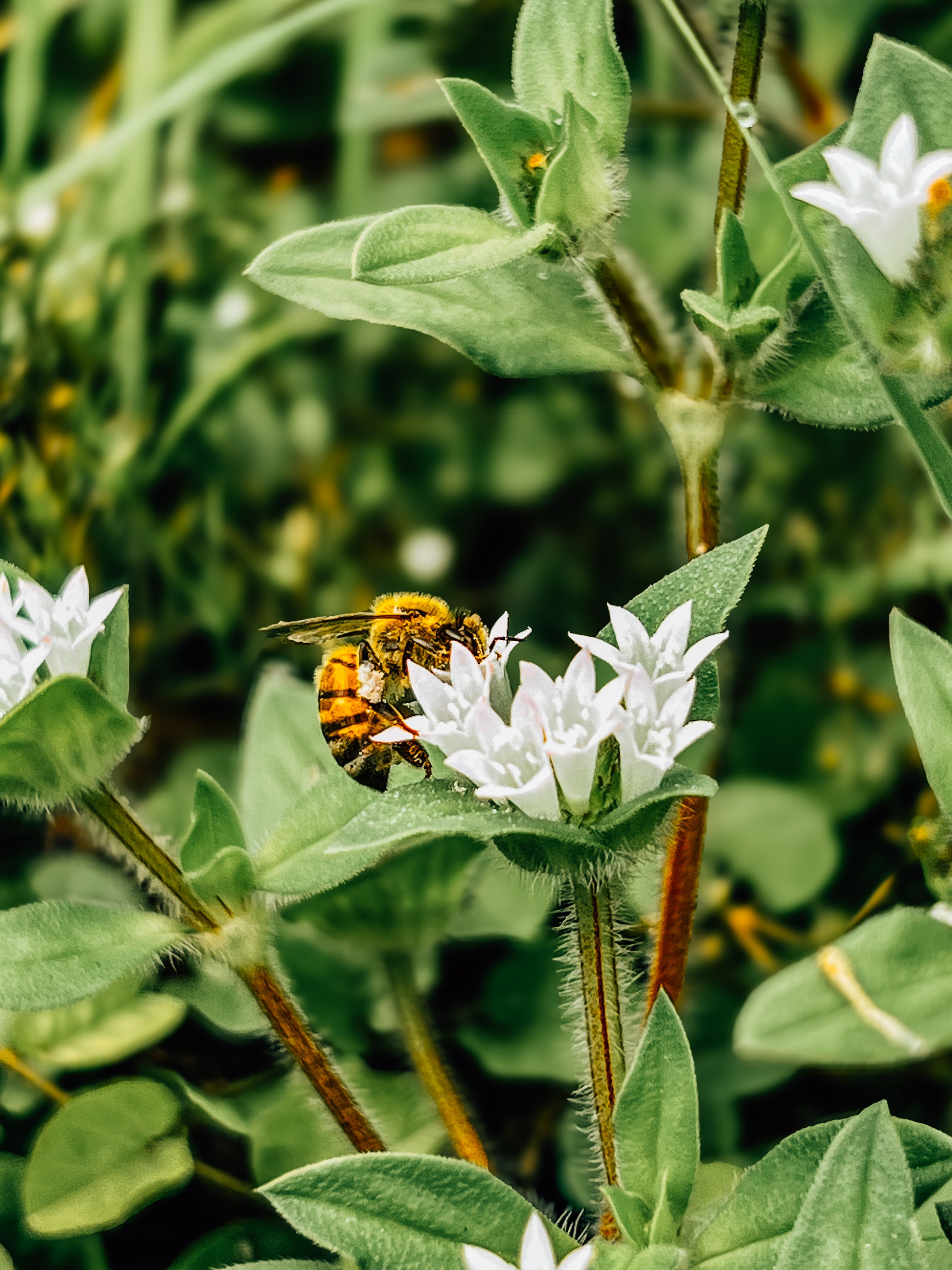 Bee Pollinating White Flowers in Guatemalan Garden · Free Stock Photo