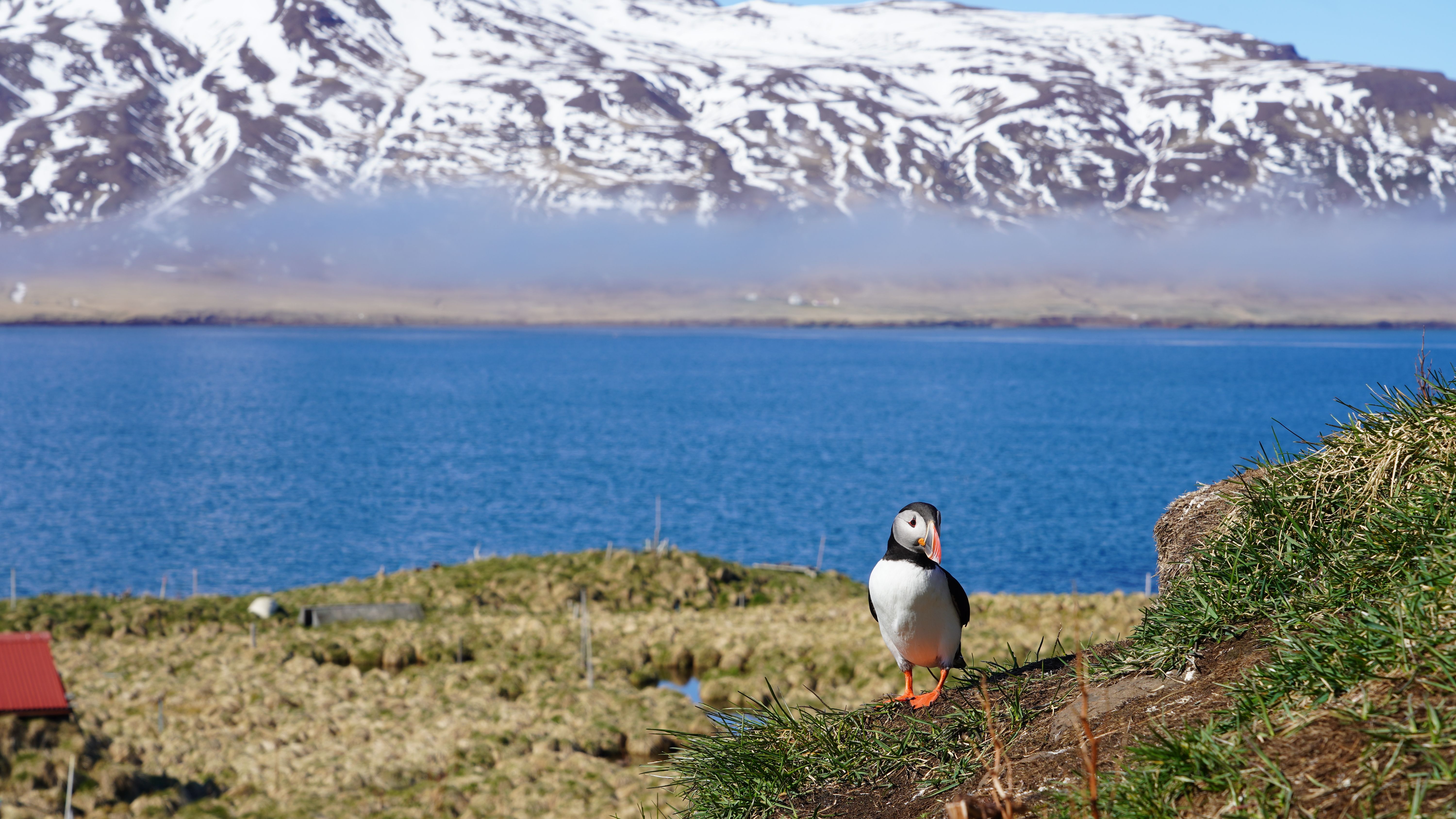 Colorful Puffin Against Icelandic Mountain Backdrop · Free Stock Photo