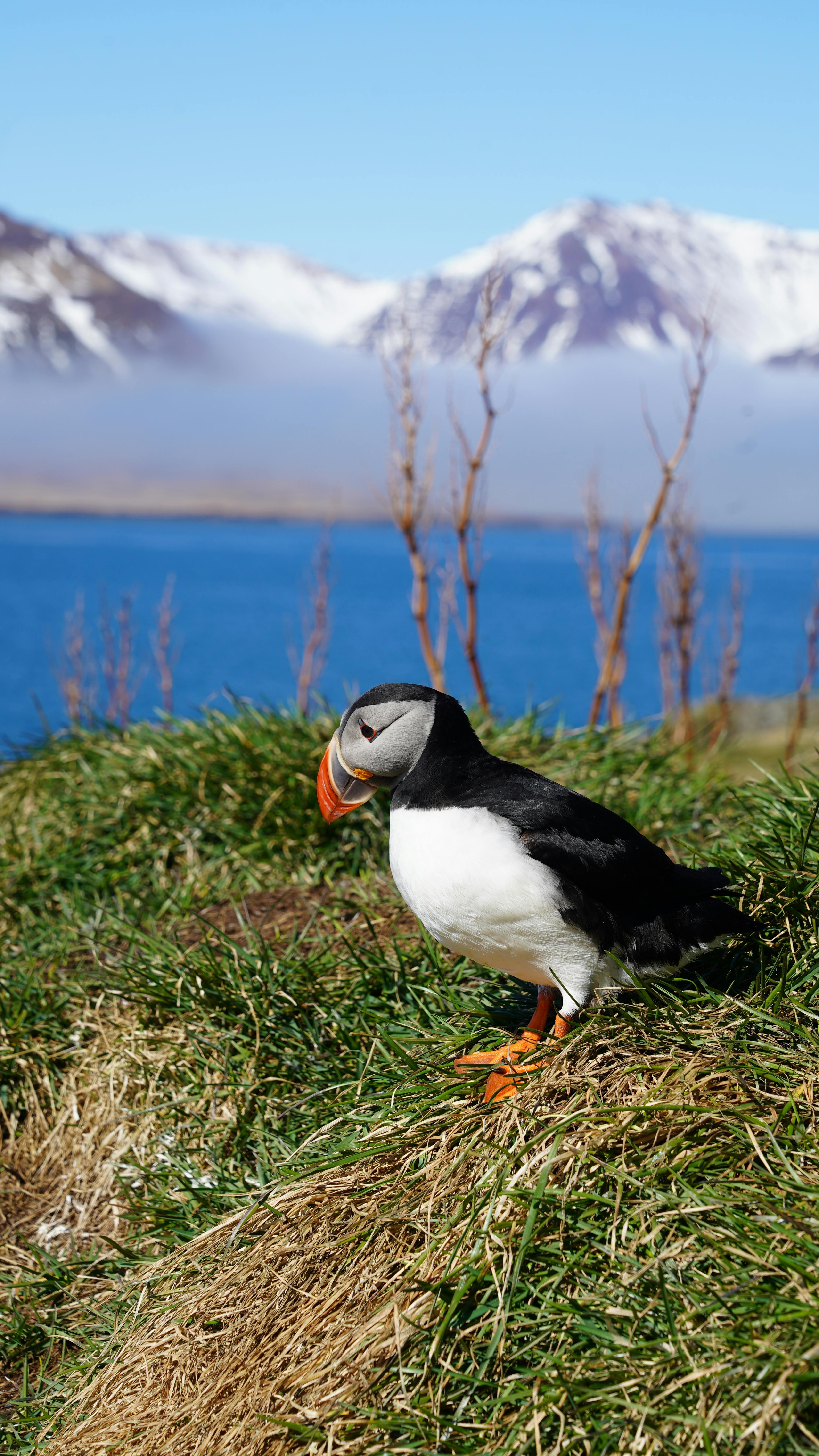 Icelandic Puffin on Clifftop Overlooking Ocean · Free Stock Photo