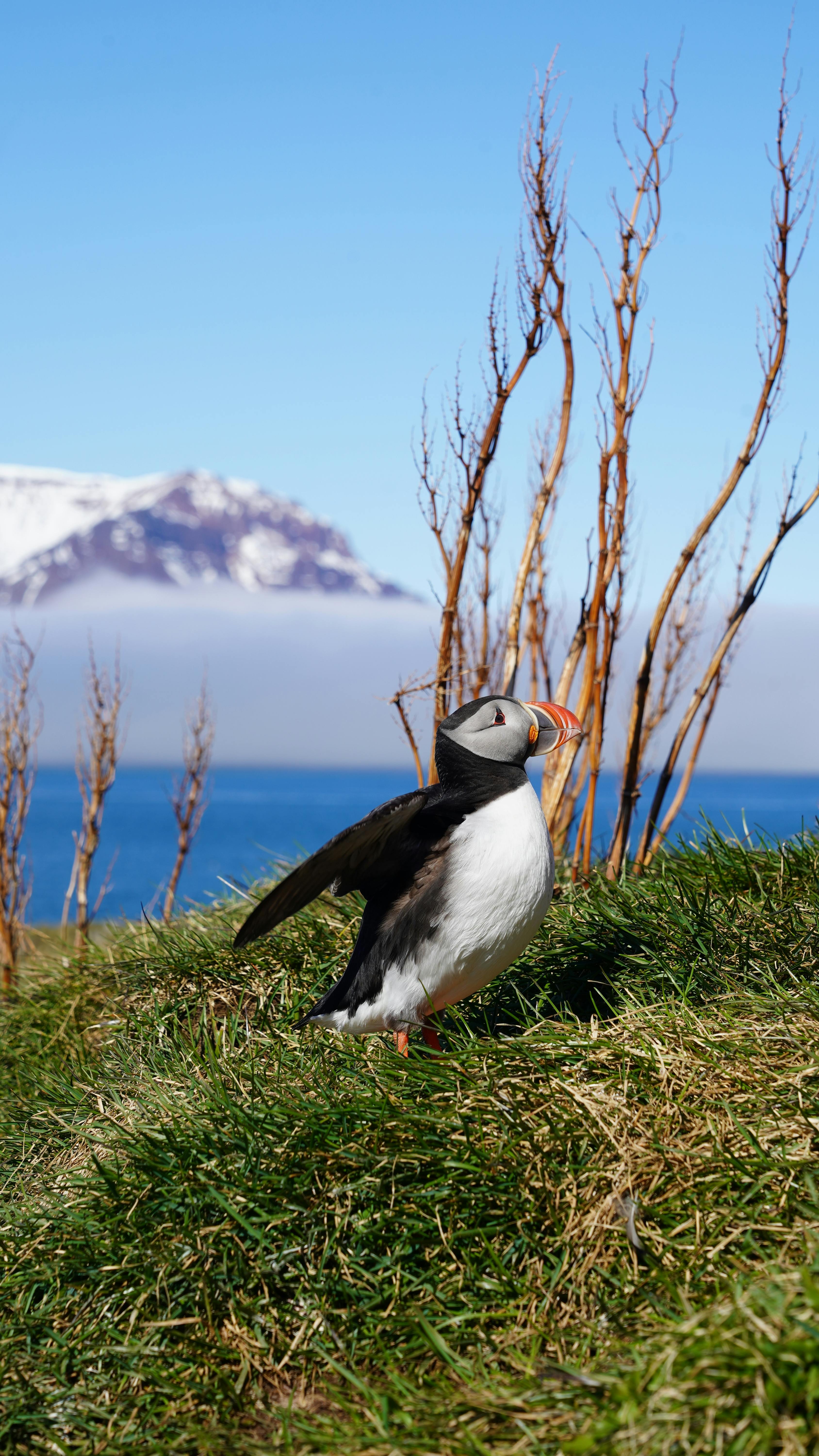 Icelandic Puffin on Spring Coastal Cliff · Free Stock Photo