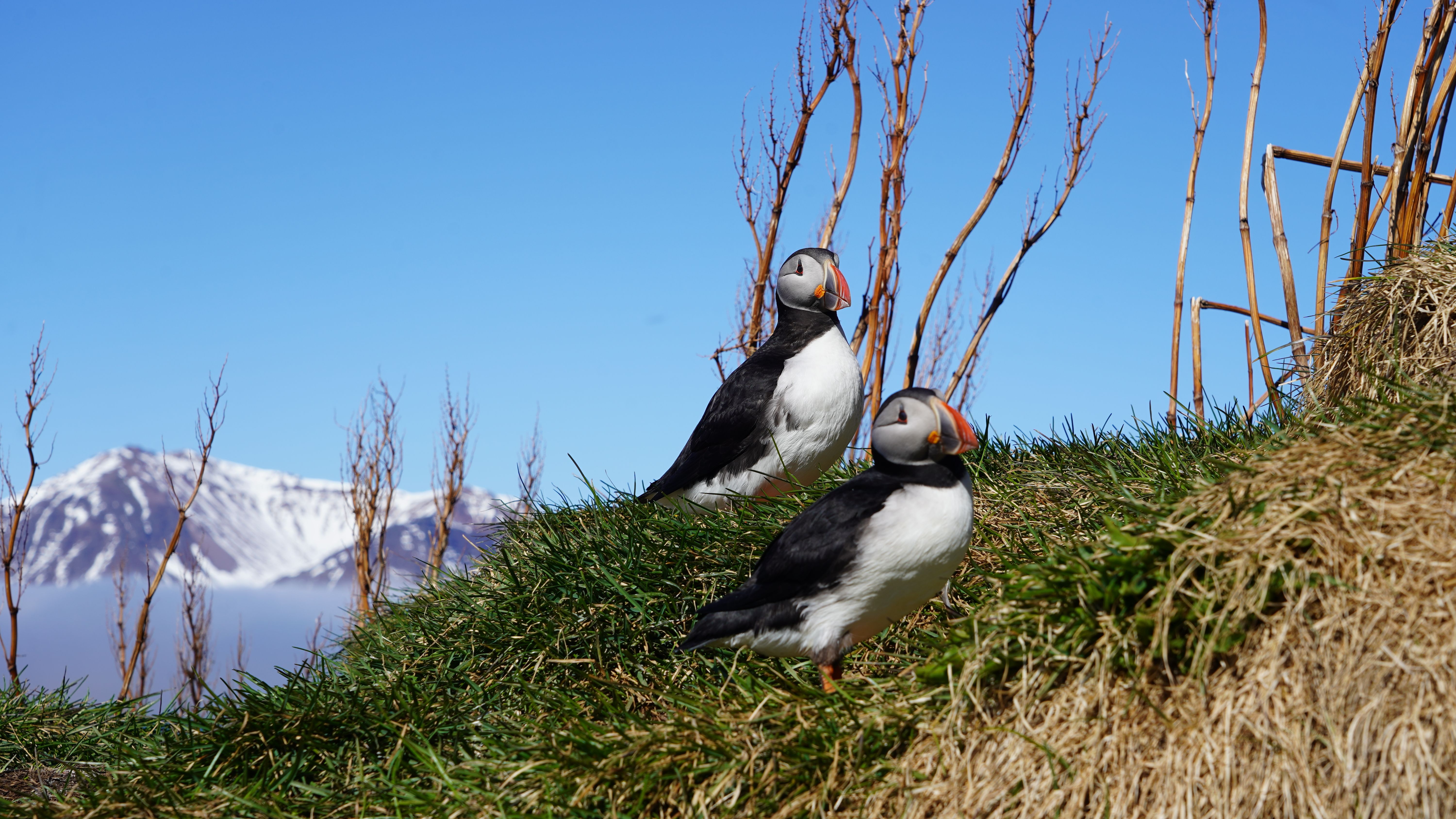 Two Puffins on Icelandic Cliffside in Spring · Free Stock Photo