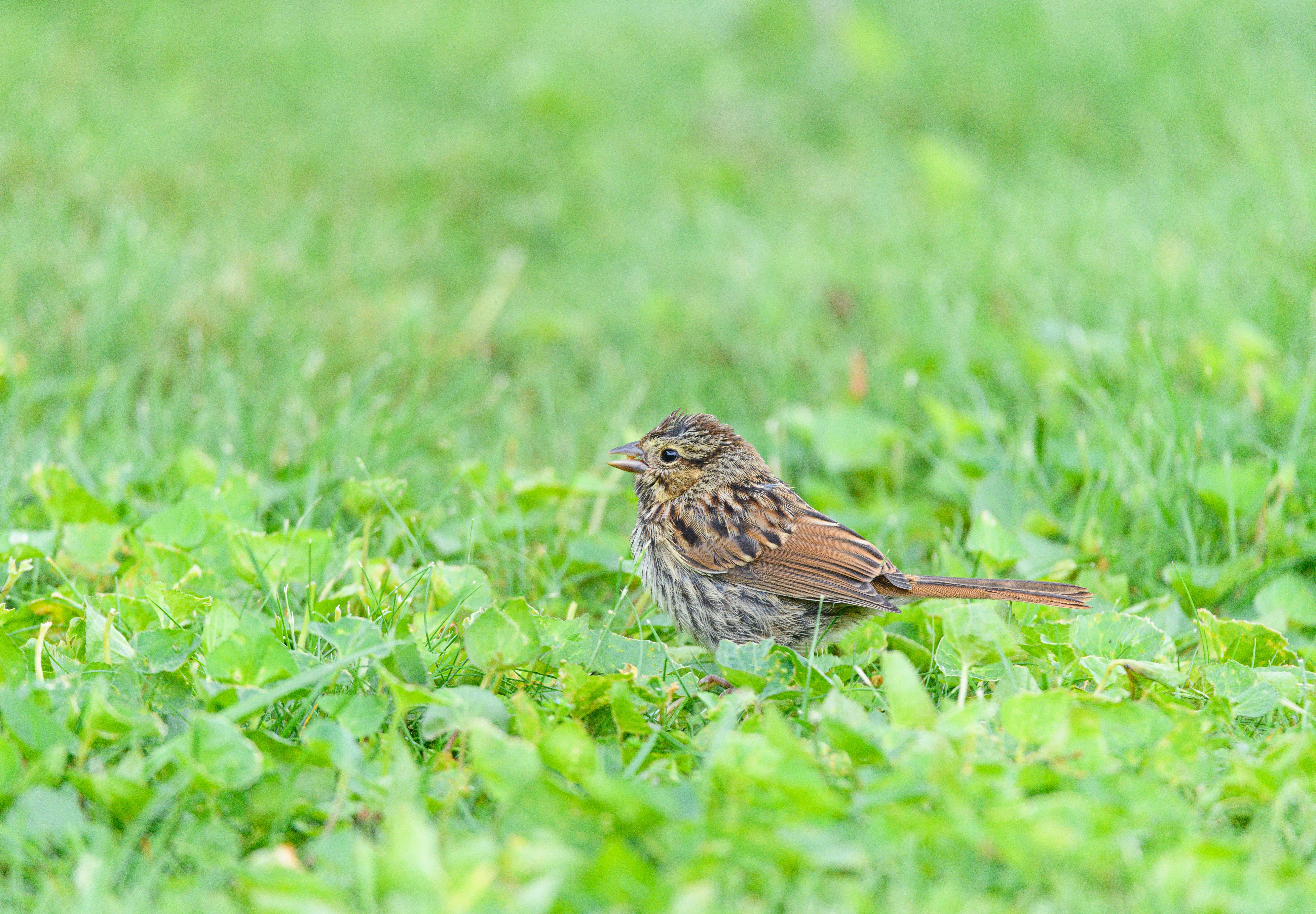 Close-up of a Sparrow in a Green Meadow · Free Stock Photo