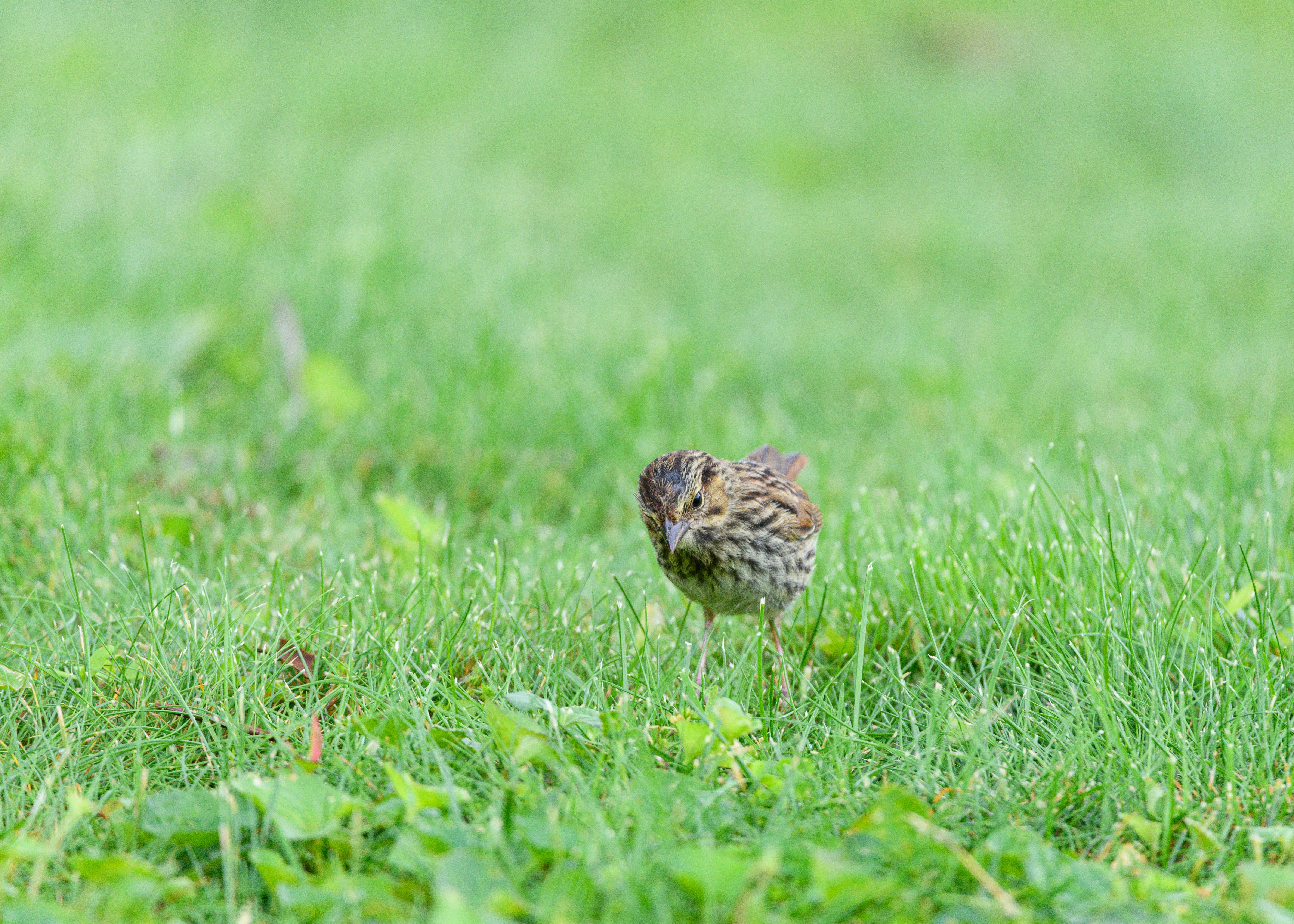 Small Sparrow on Green Grass Field · Free Stock Photo