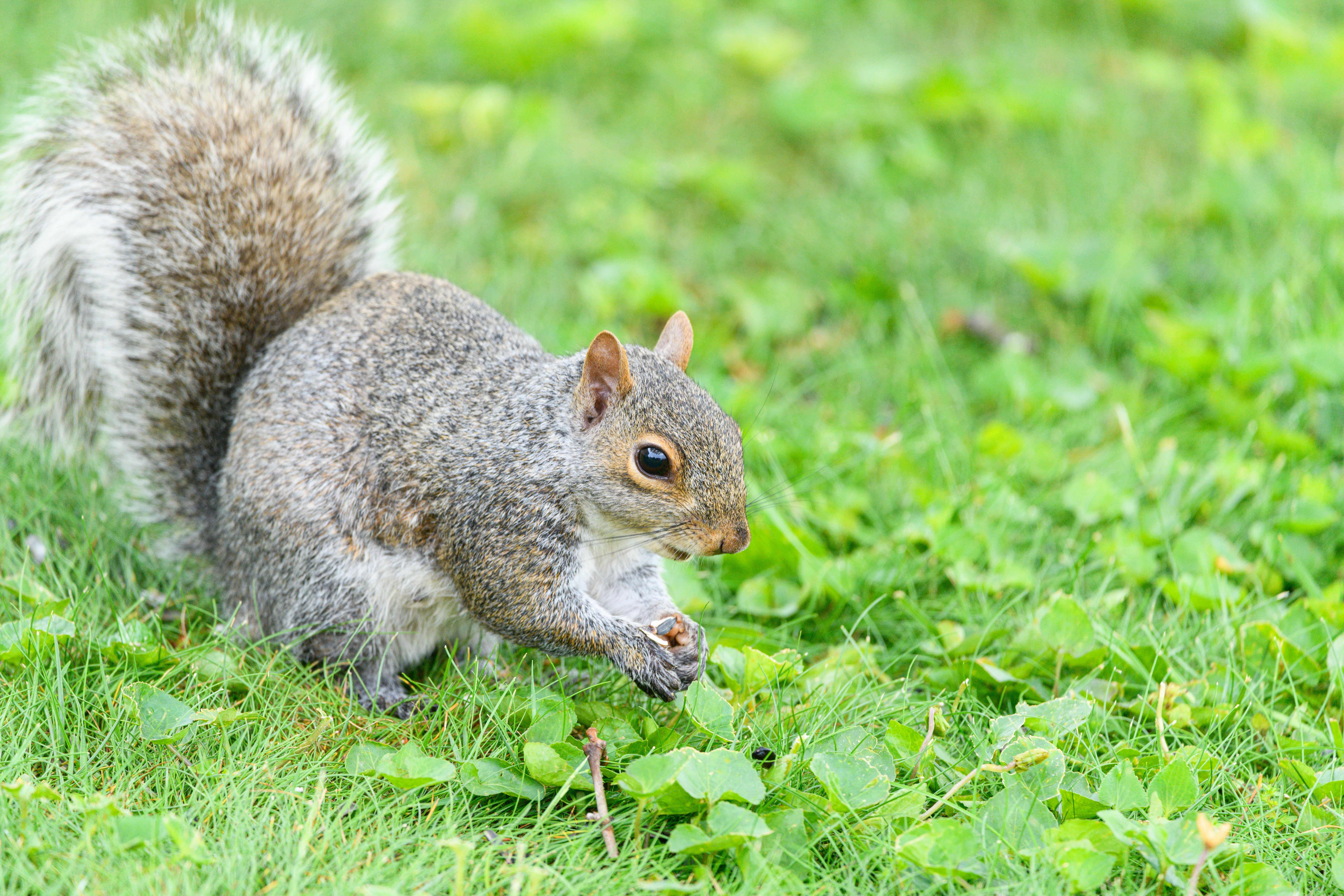 Candydoll.Tv Nut Photos, Download The BEST Free Candydoll.Tv Nut Stock Photos & HD Images