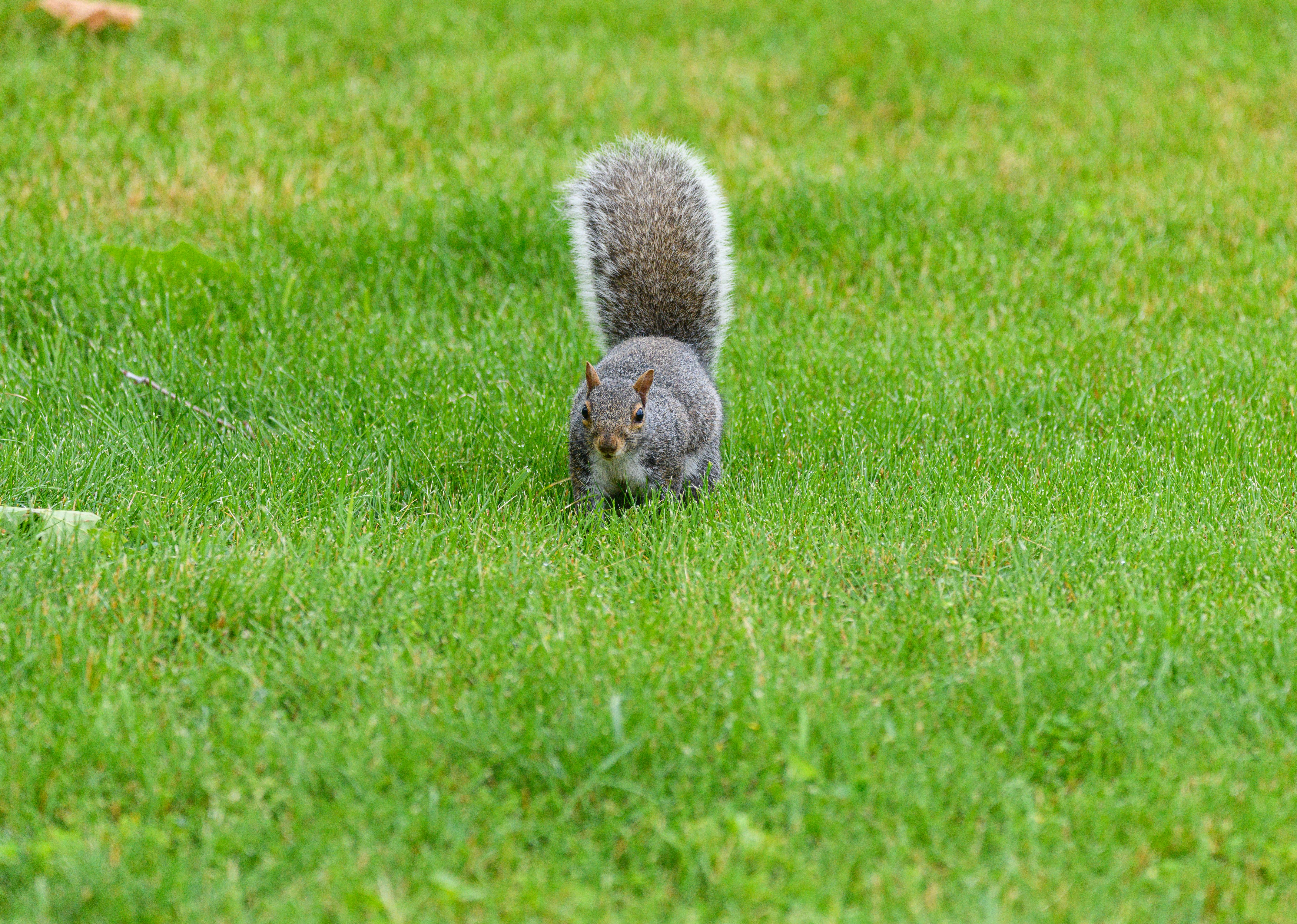 Gray Squirrel on Green Grass in Park · Free Stock Photo