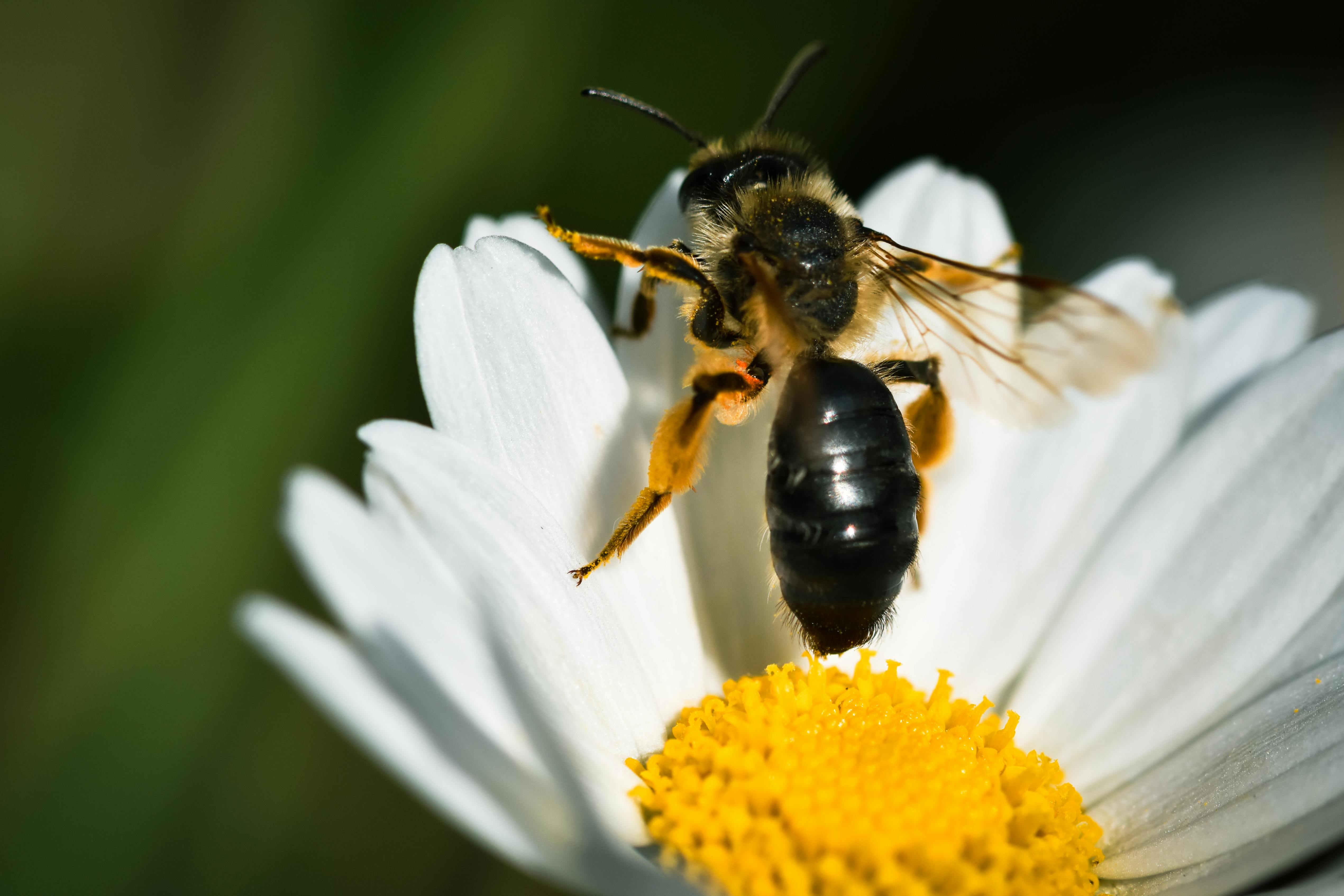 Fotografía Macro De Una Abeja Polinizando Una Flor Blanca. · Foto de ...