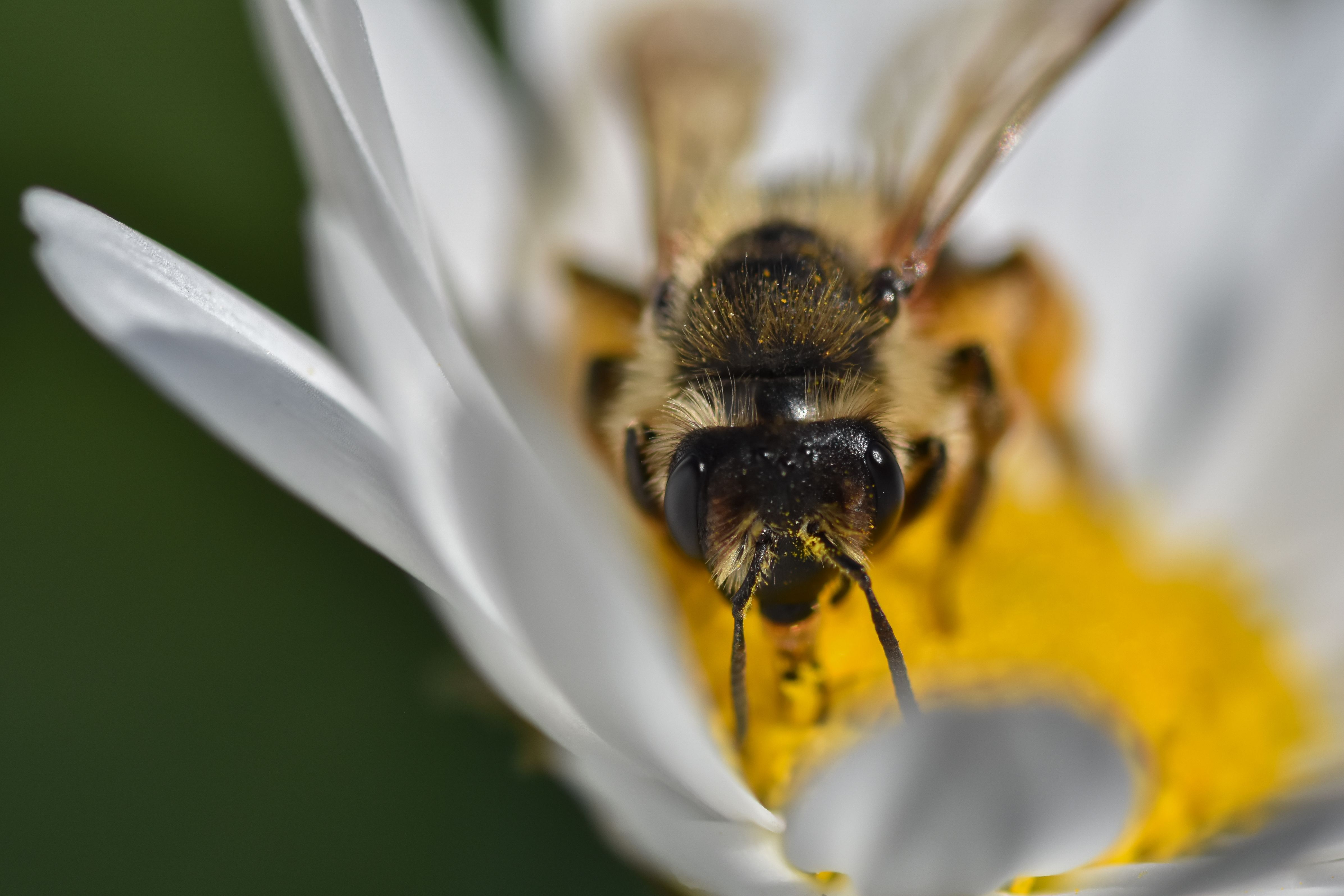 World Bee Day Photos, Download The BEST Free World Bee Day Stock Photos ...