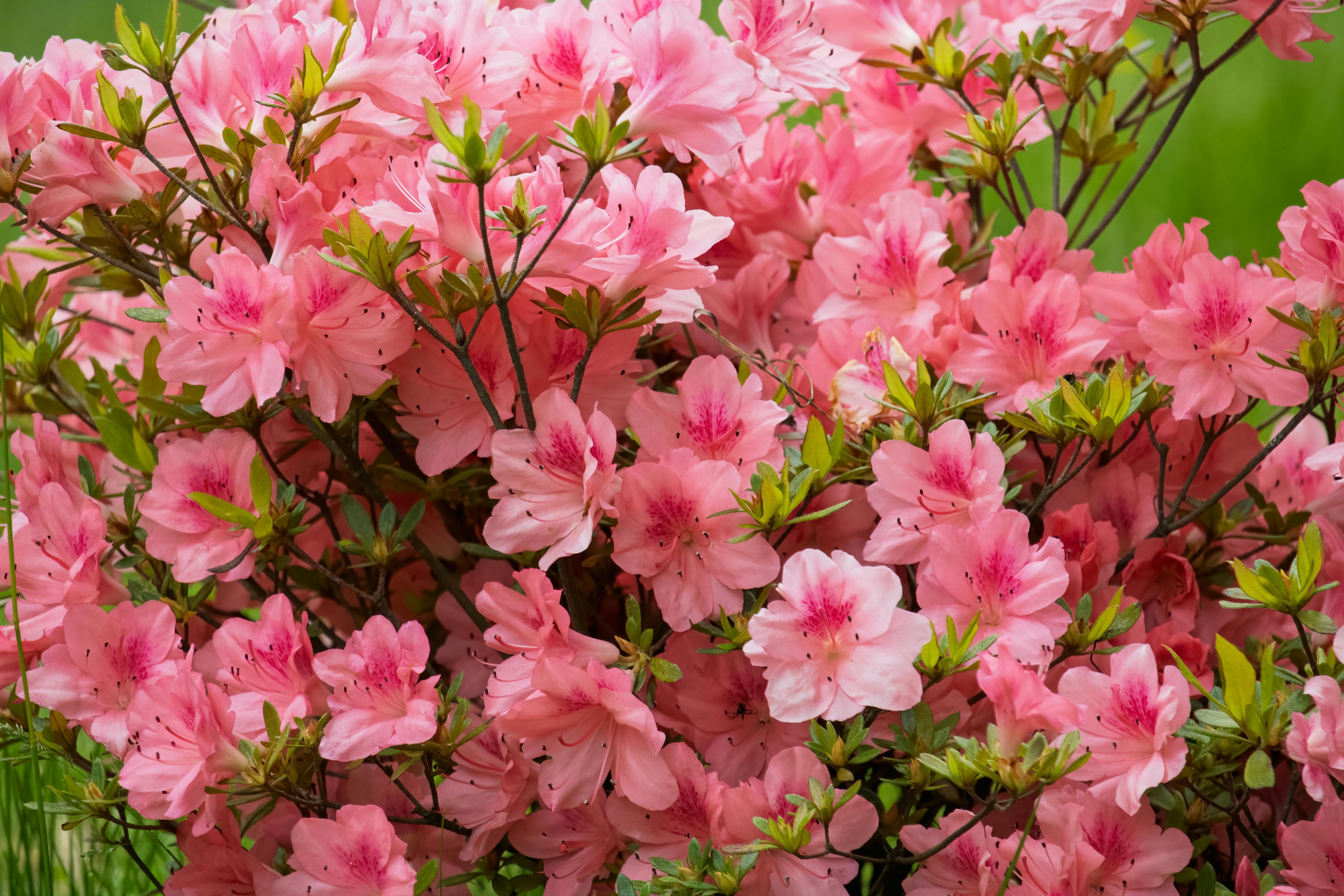 Beautiful Pink Azalea Bush in Full Bloom · Free Stock Photo