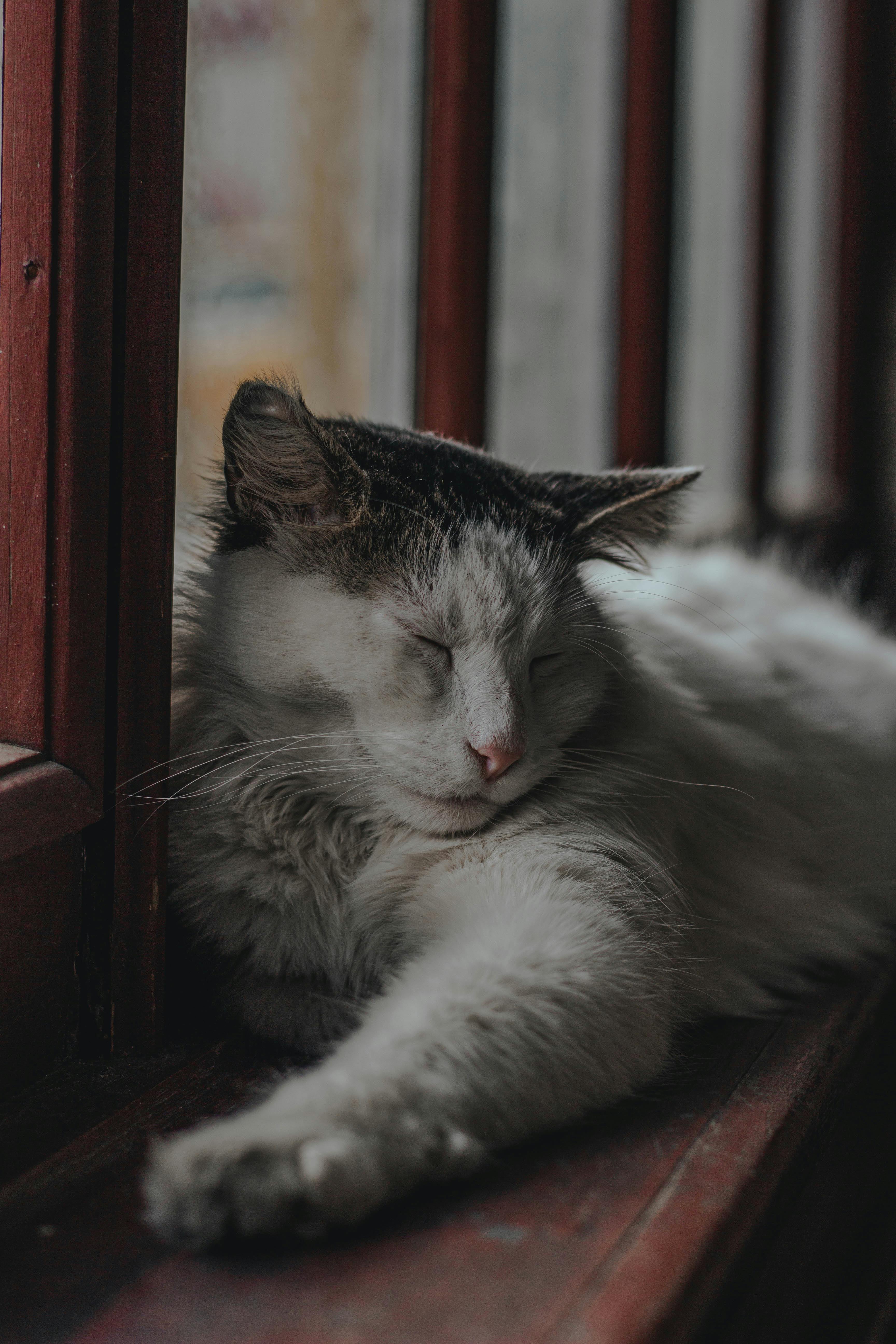 Low Resolution Cat Photos, Download The BEST Free Low Resolution Cat ...