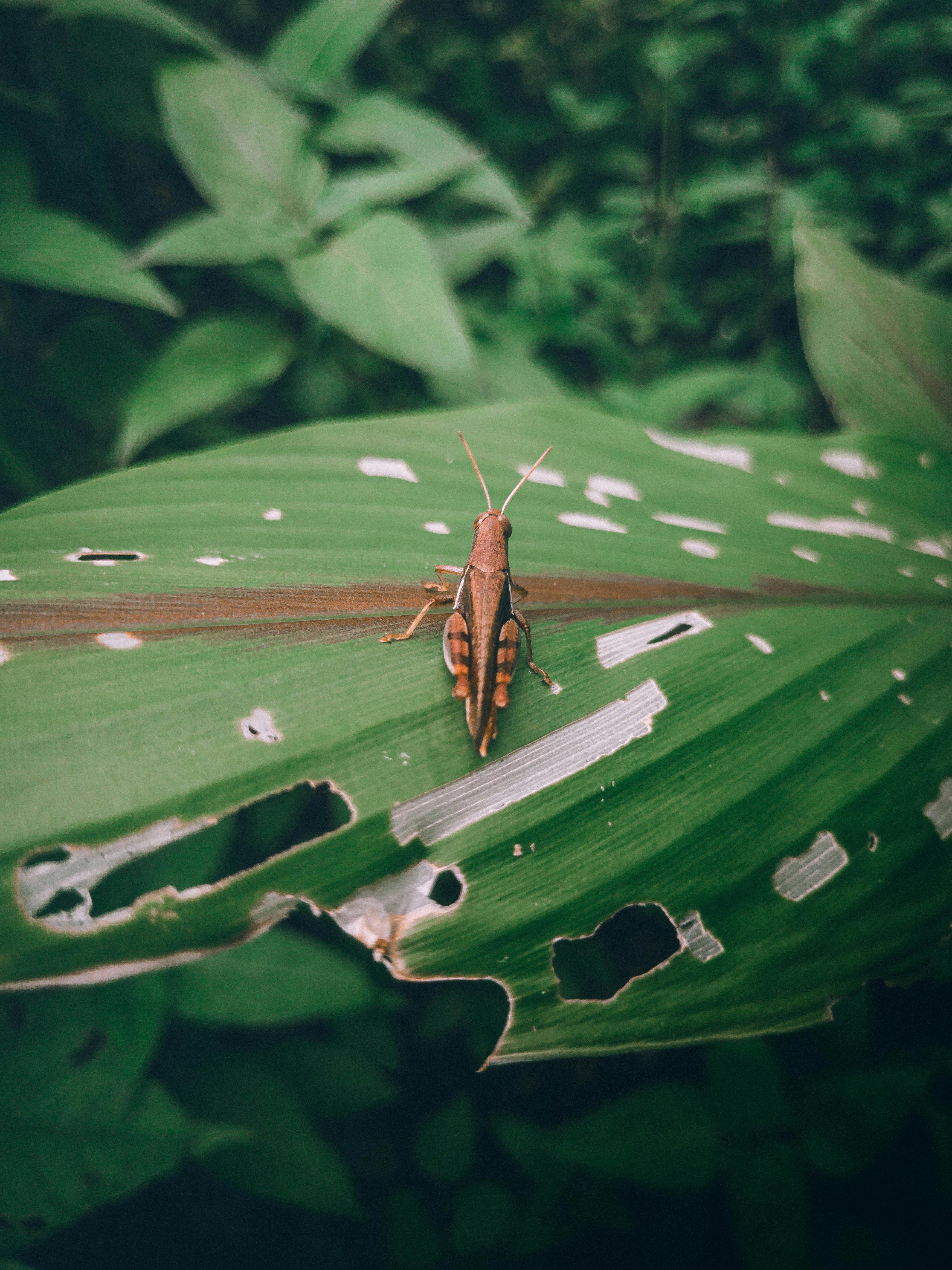 Buku Bug Tik Photos, Download The BEST Free Buku Bug Tik Stock Photos ...