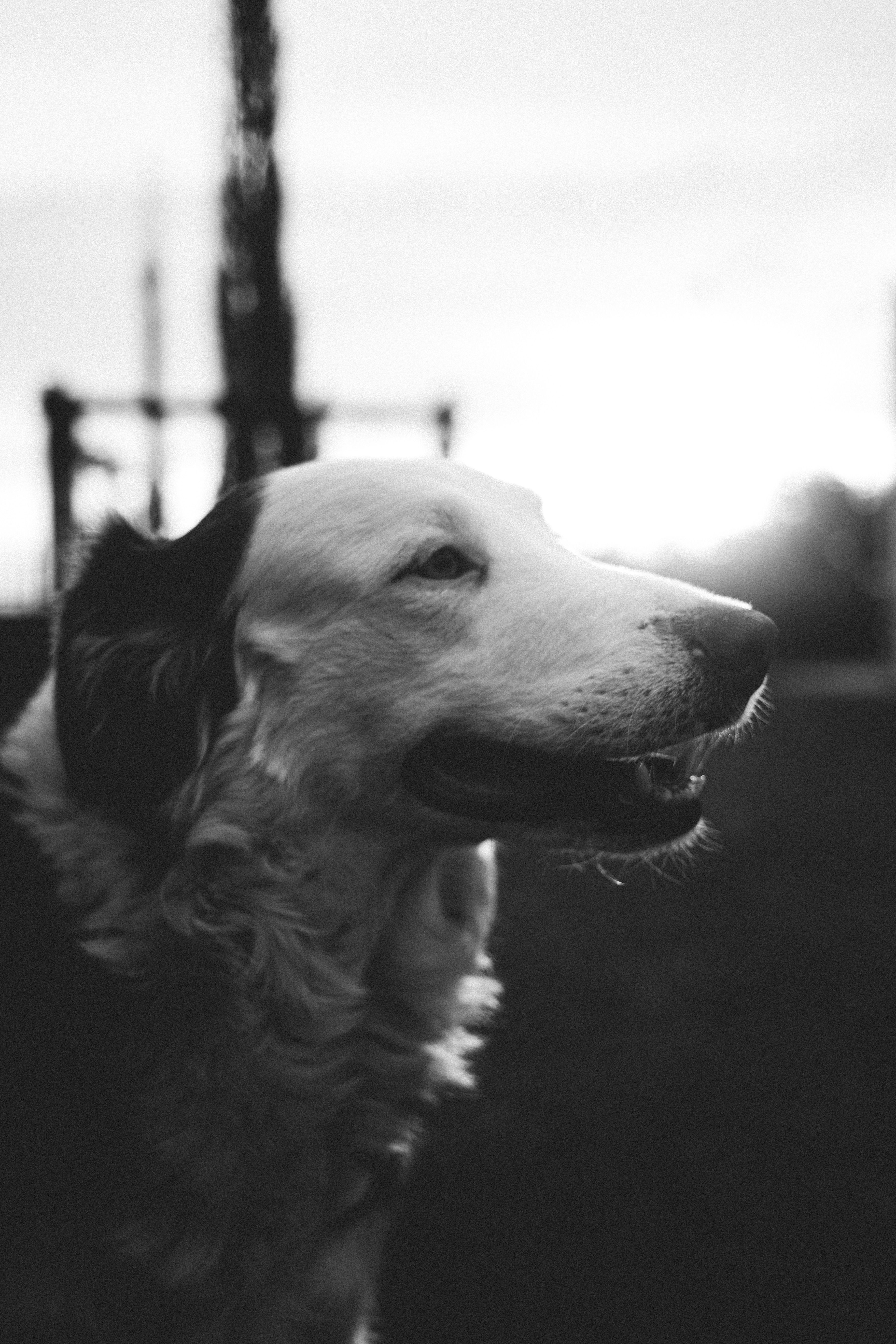 Border Collie in Black and White at Sunset · Free Stock Photo
