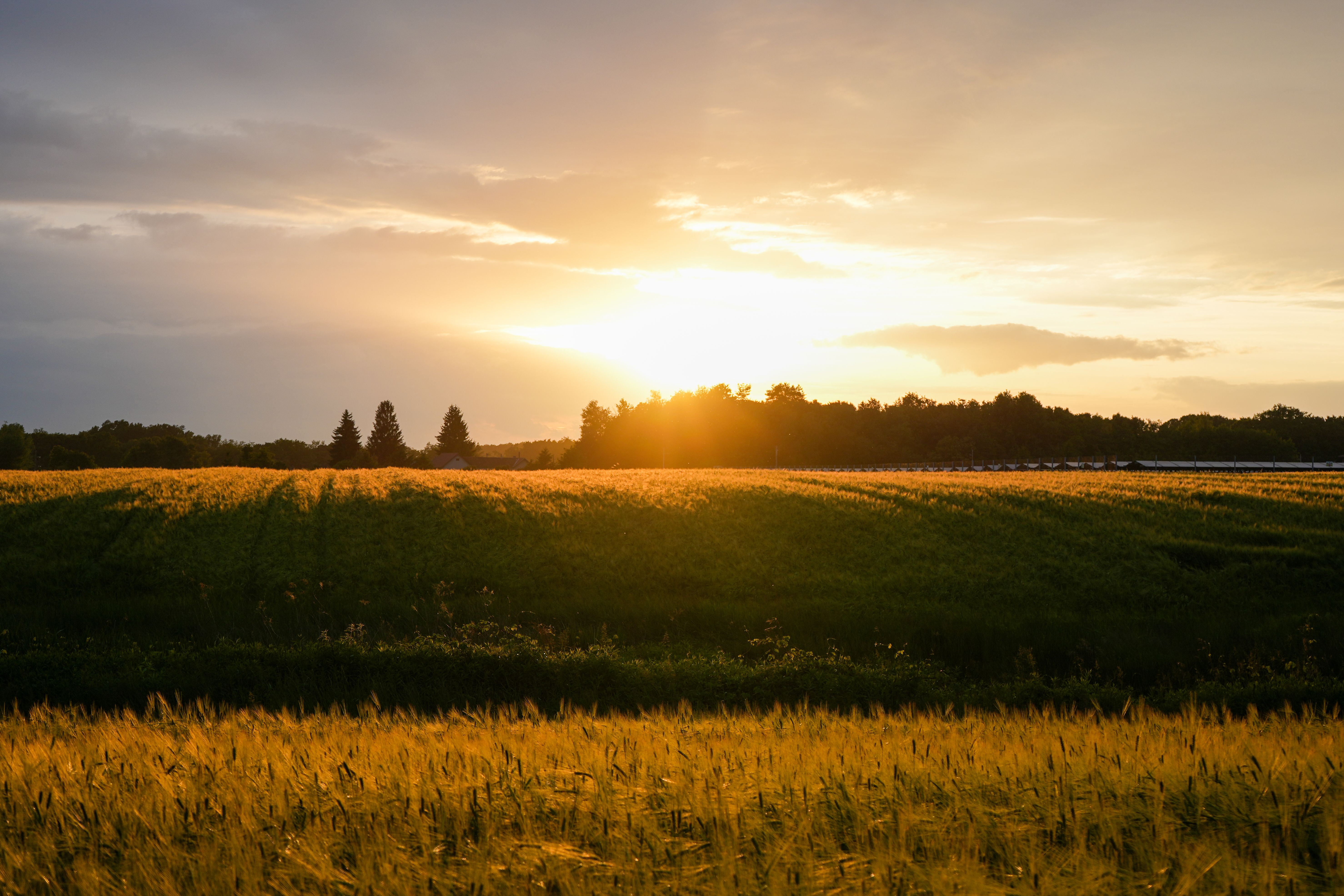 Golden Field at Sunset Capturing Serene Beauty · Free Stock Photo