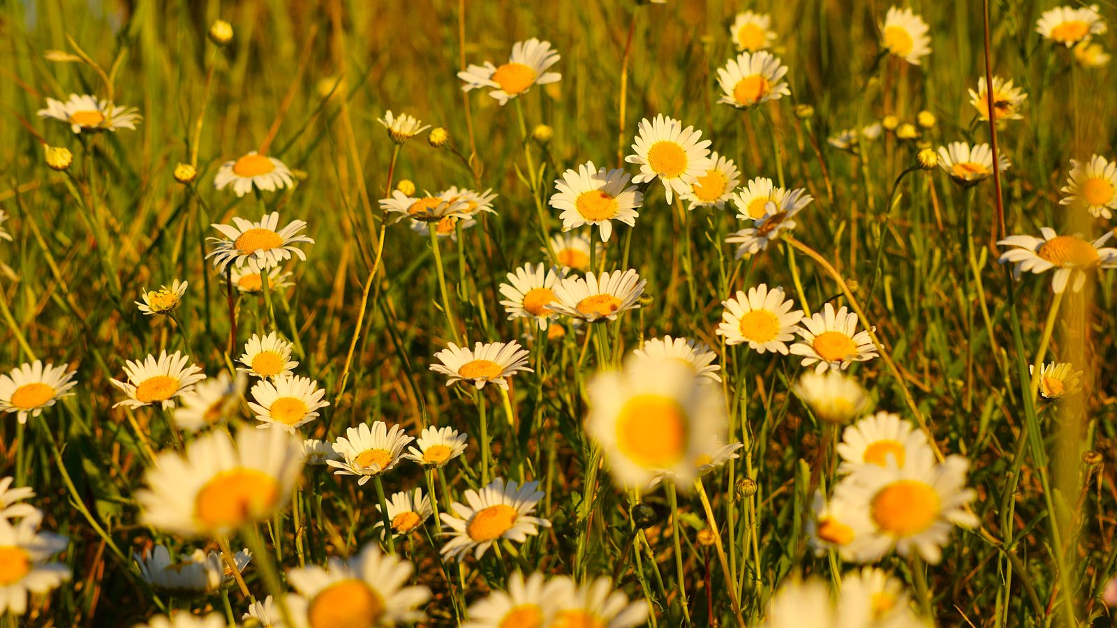 Daisy Field Photos, Download The BEST Free Daisy Field Stock Photos ...