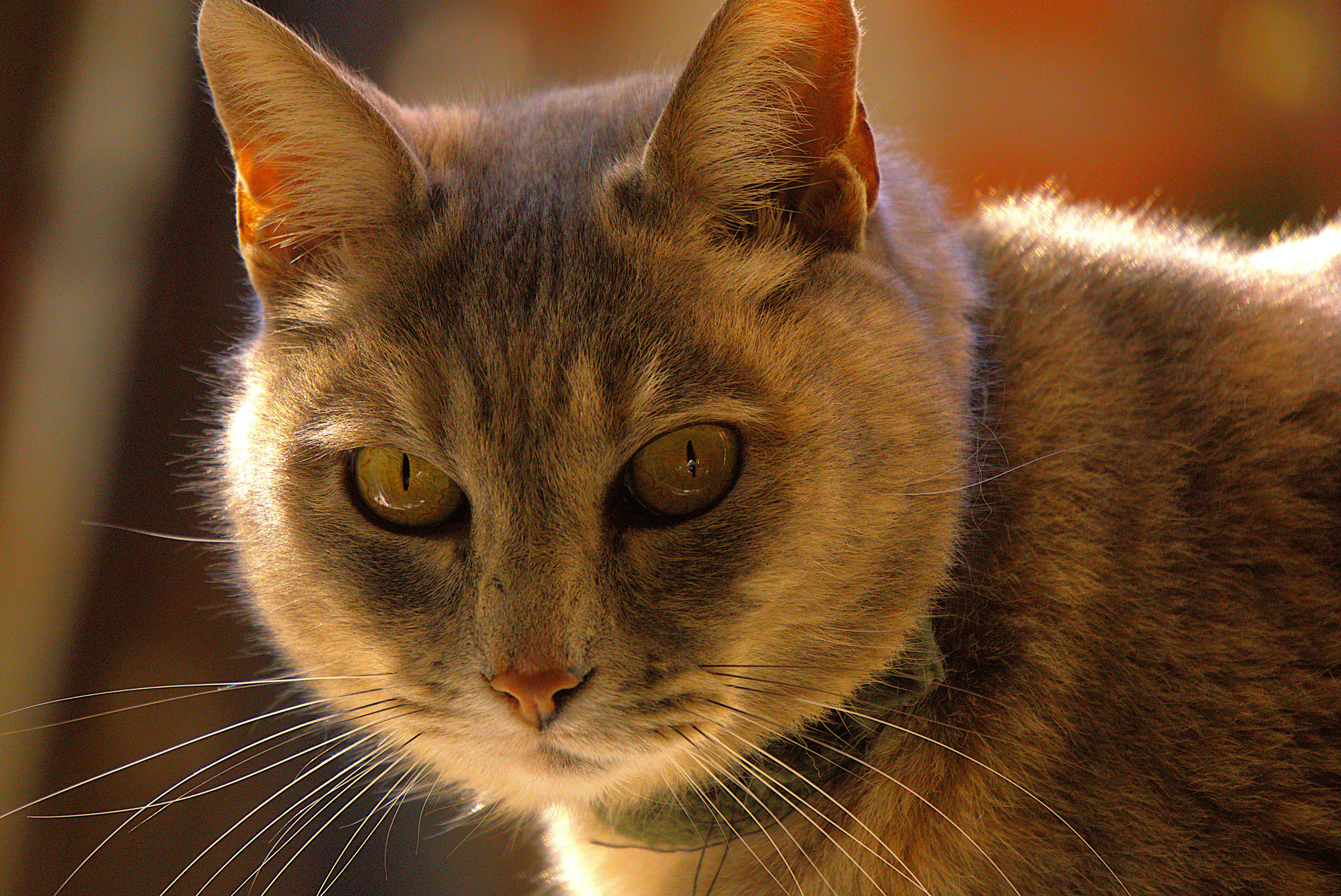 Cat Army Photos, Download The BEST Free Cat Army Stock Photos & HD Images