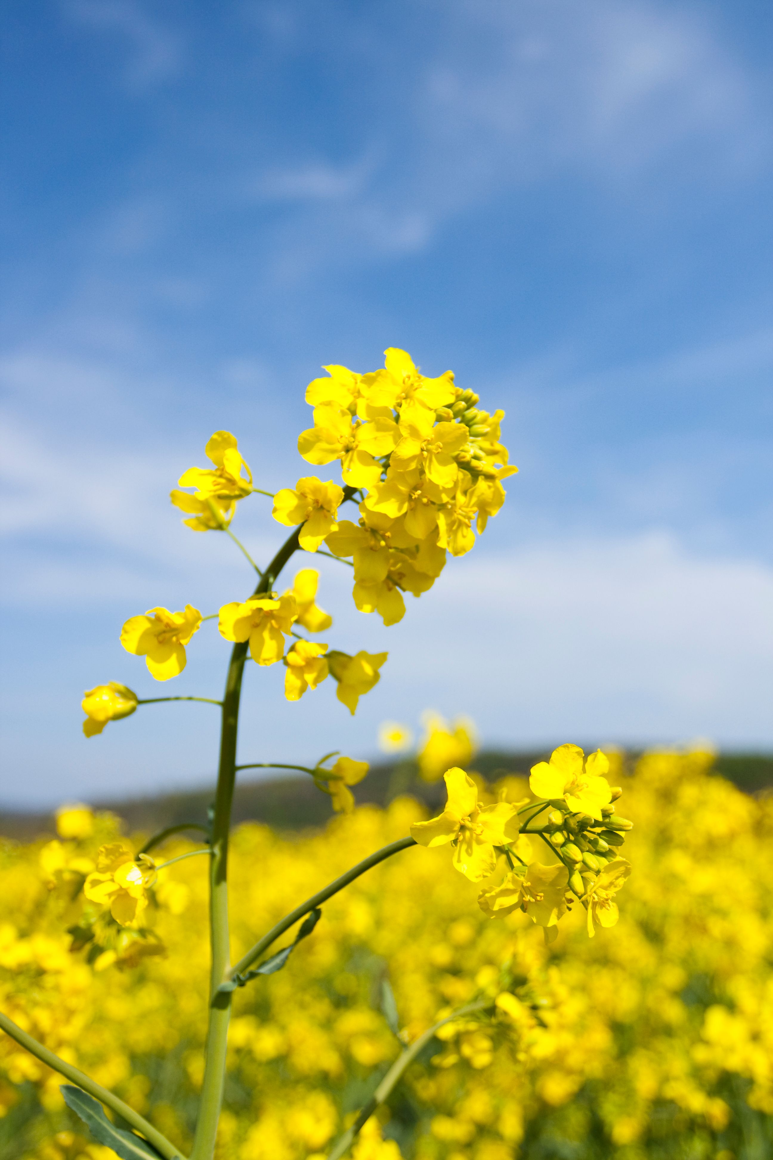 Vibrant Rapeseed Field Under Clear Blue Sky · Free Stock Photo