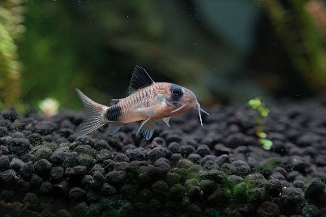 Peppermint Bristlenose Catfish: Care & Behavior Guide