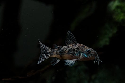 Bristlenose Catfish Tank Size: Easy Planning Guide