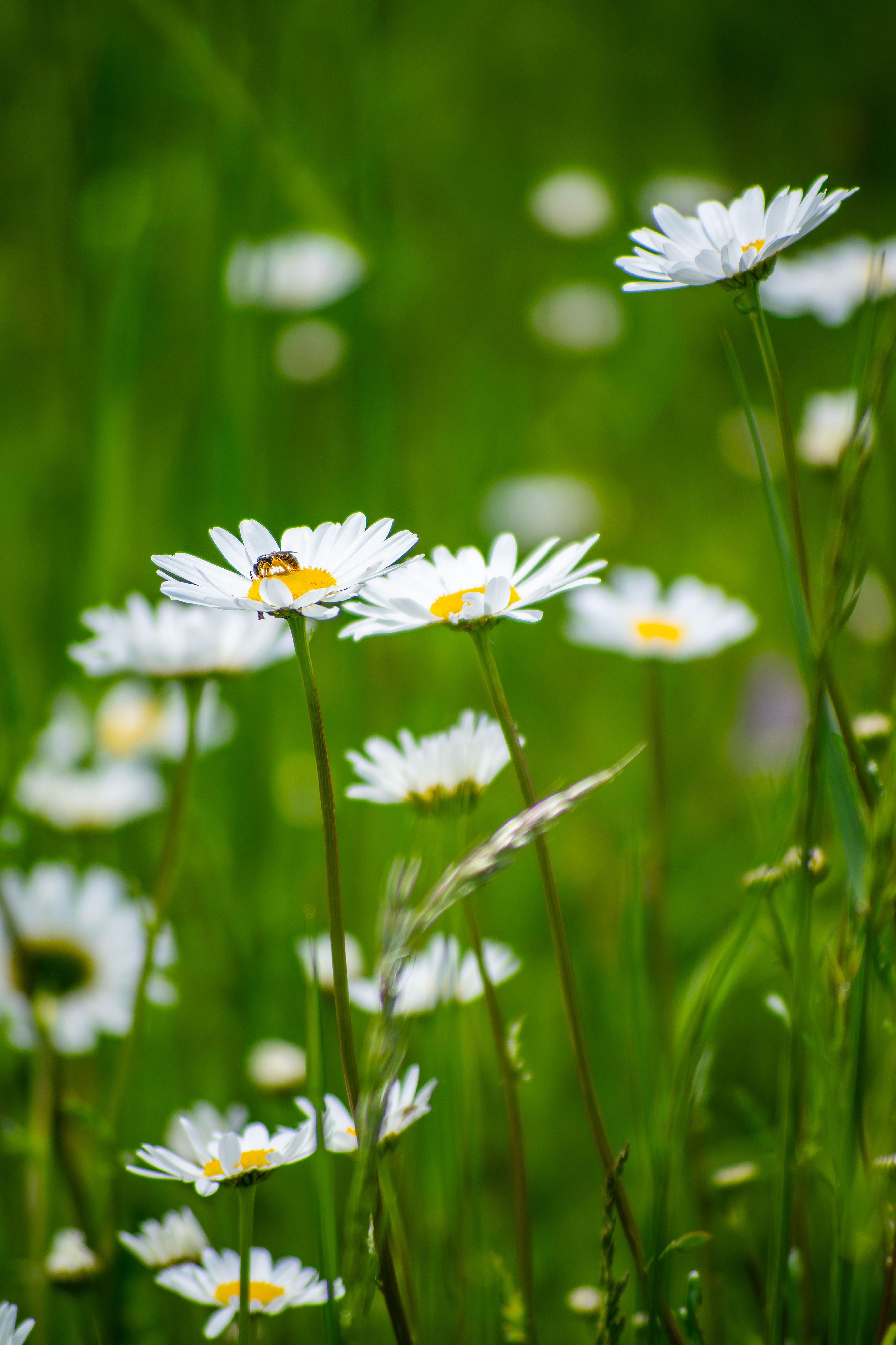 White Daisy on Grass Field · Free Stock Photo