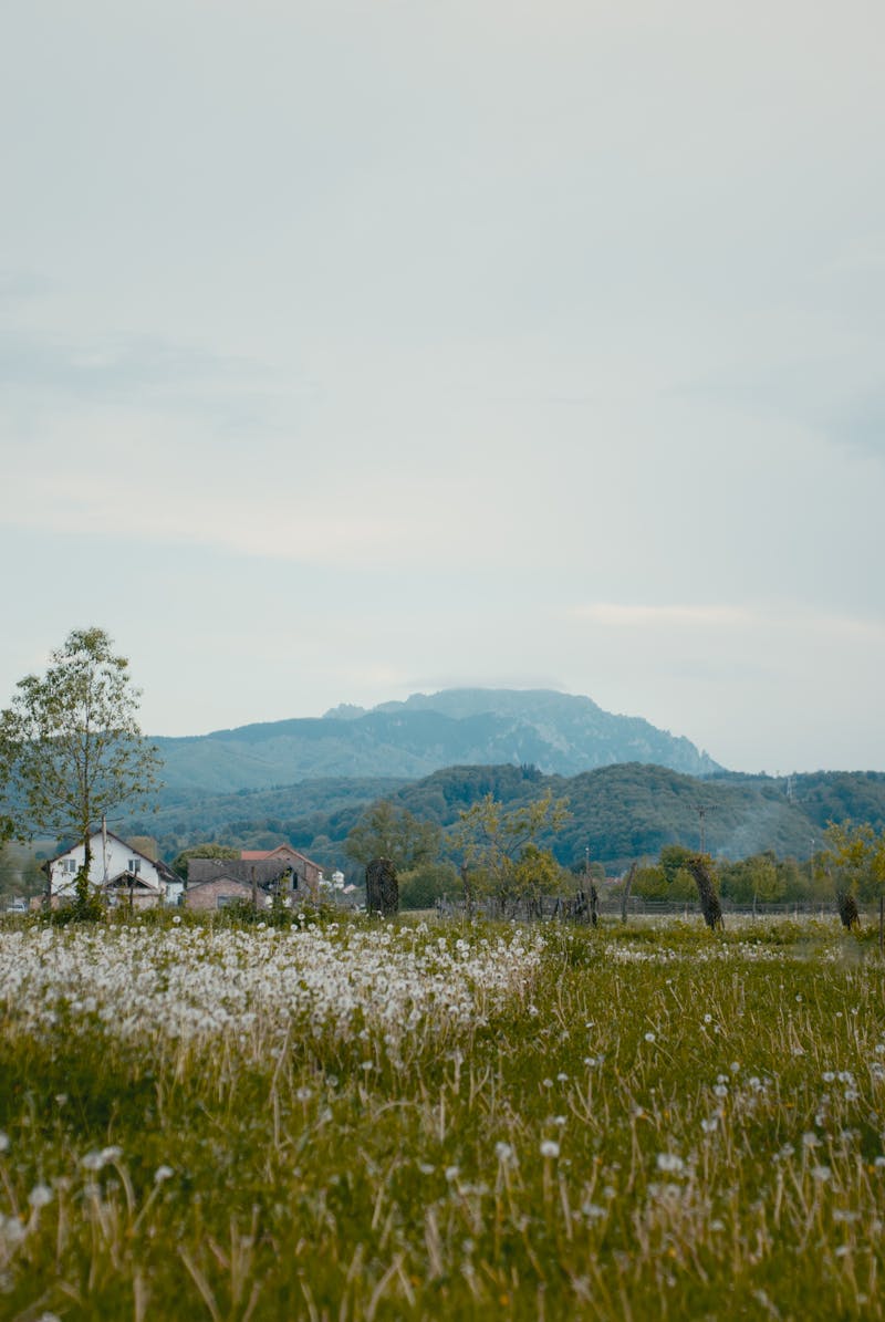 Romania Photos, Download The BEST Free Romania Stock Photos & HD Images