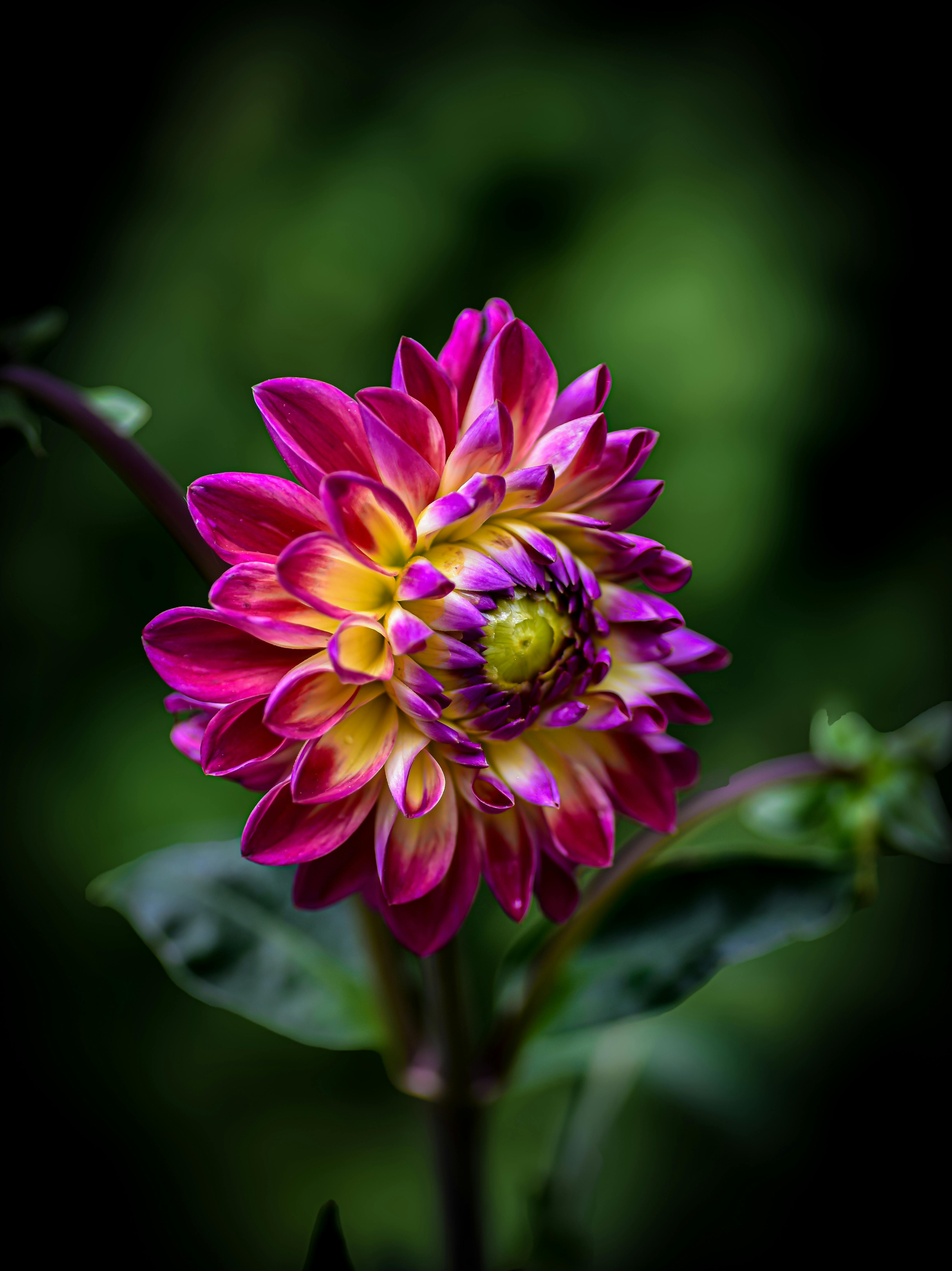 Beautiful Flower Photos, Download The BEST Free Beautiful Flower Stock ...