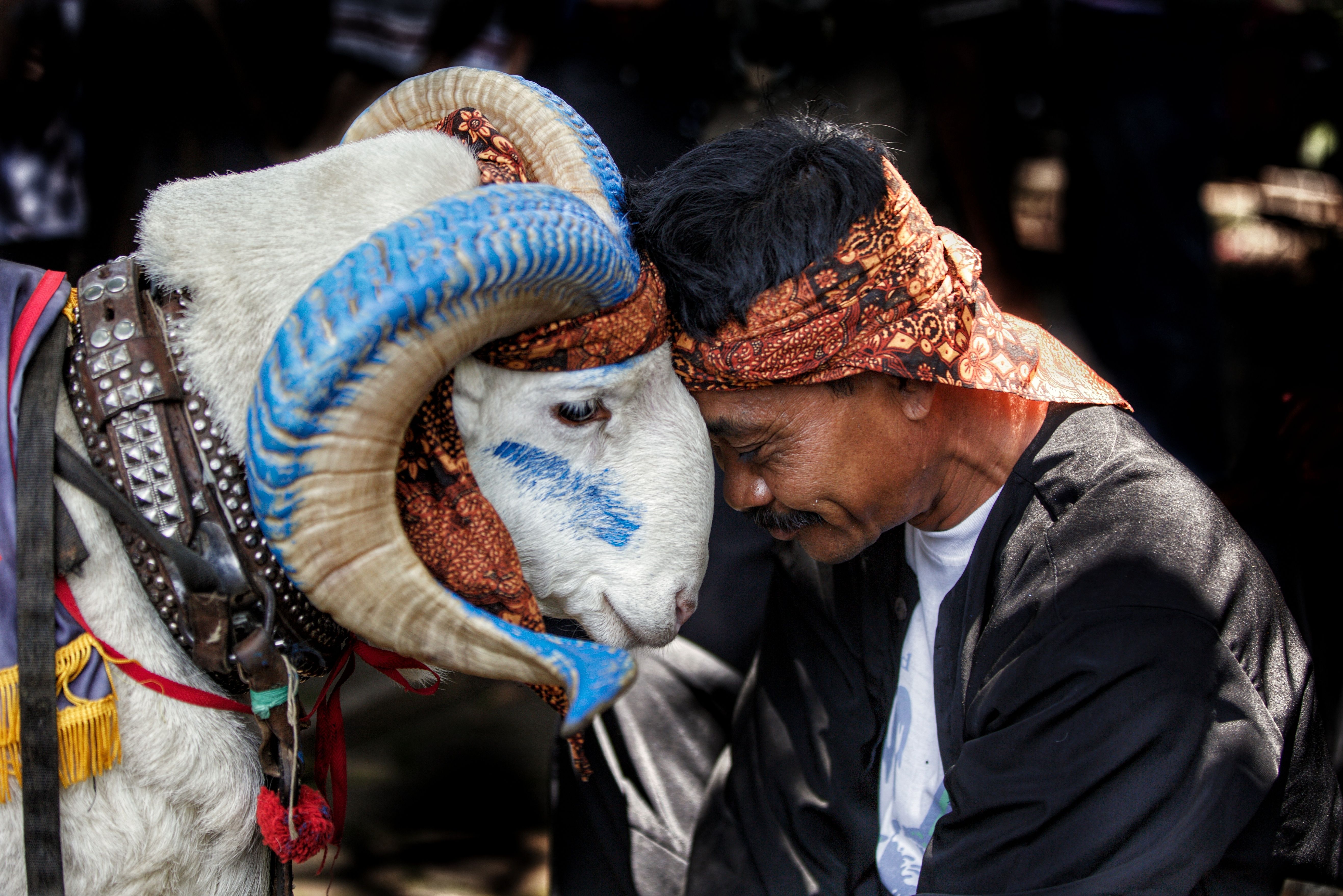 Traditional Bonding of Man and Decorated Ram · Free Stock Photo