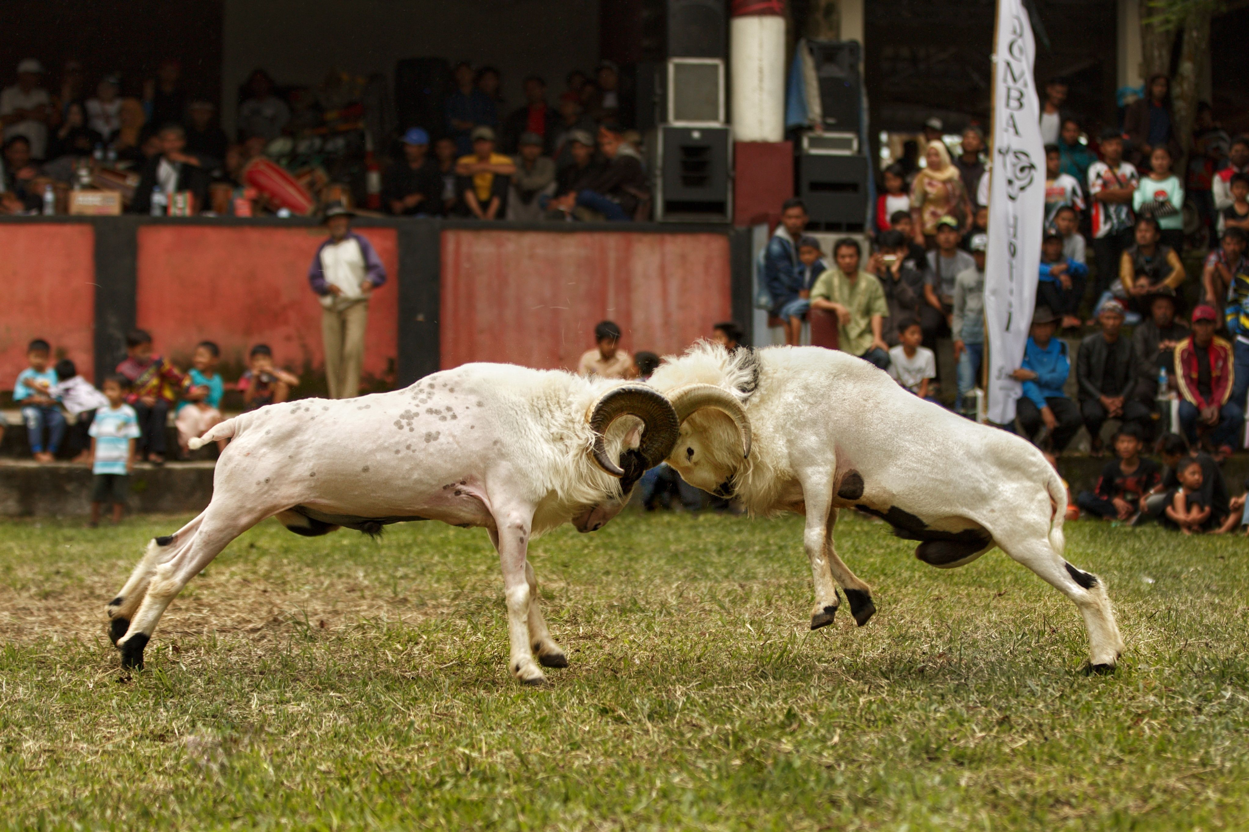 Festival Tradicional De Lucha Con Carneros En Indonesia · Foto de stock ...