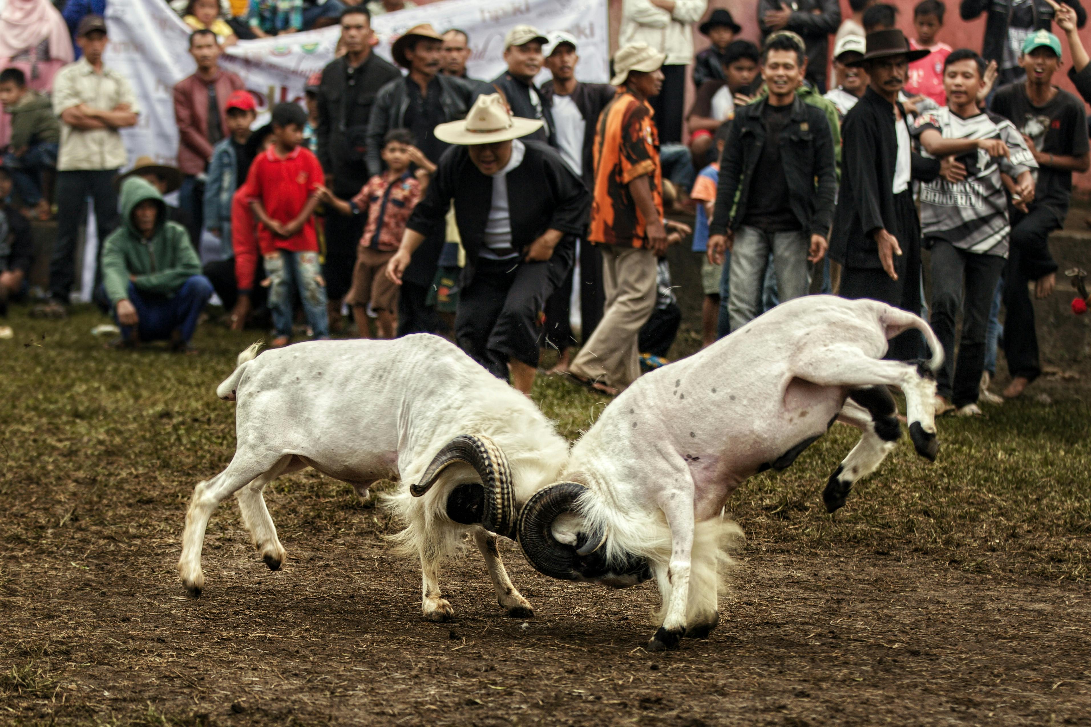 Traditional Sheep Fighting Event in West Java · Free Stock Photo