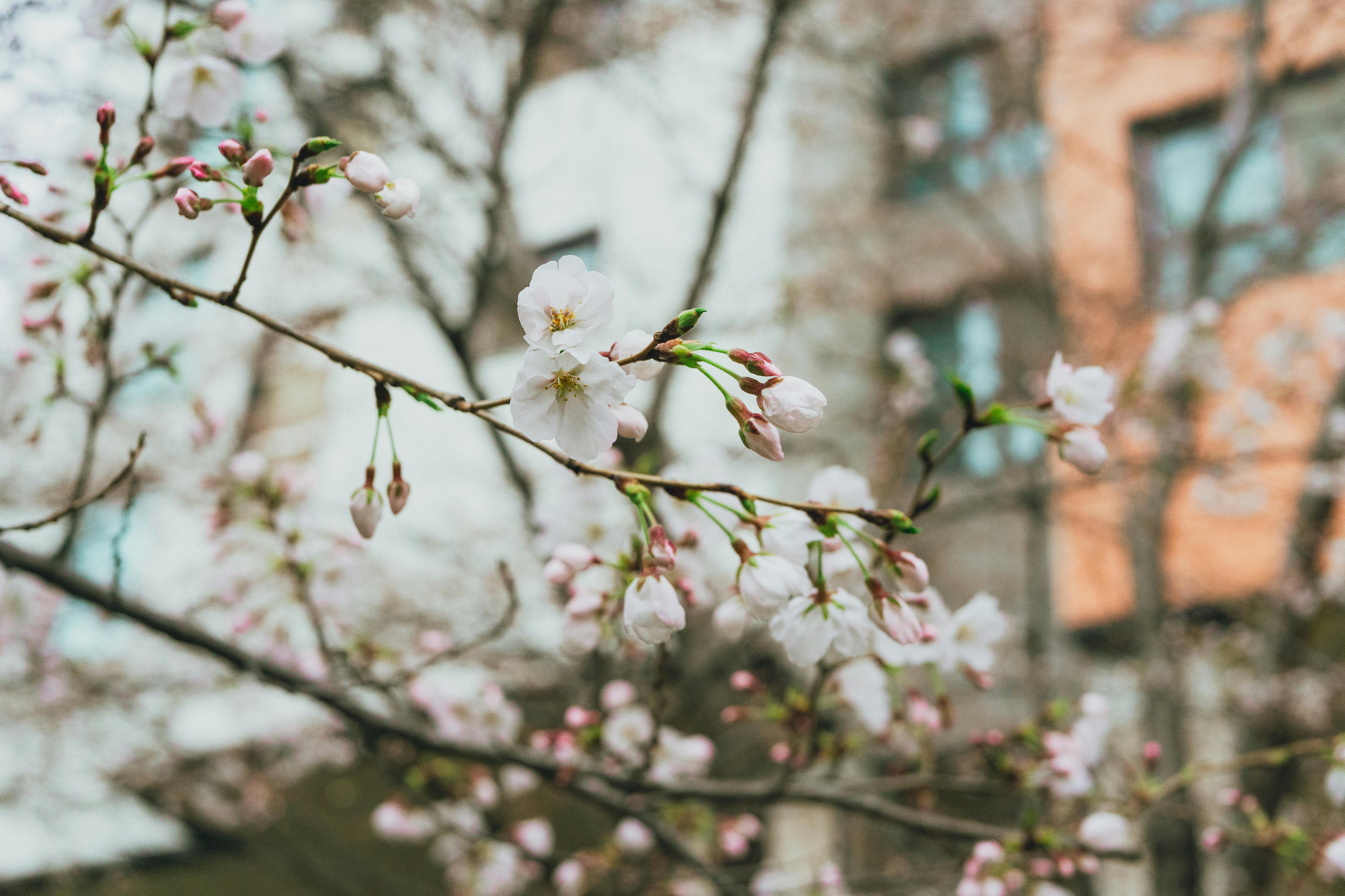 Spring Nature Wallpaper Photos, Download The BEST Free Spring Nature ...