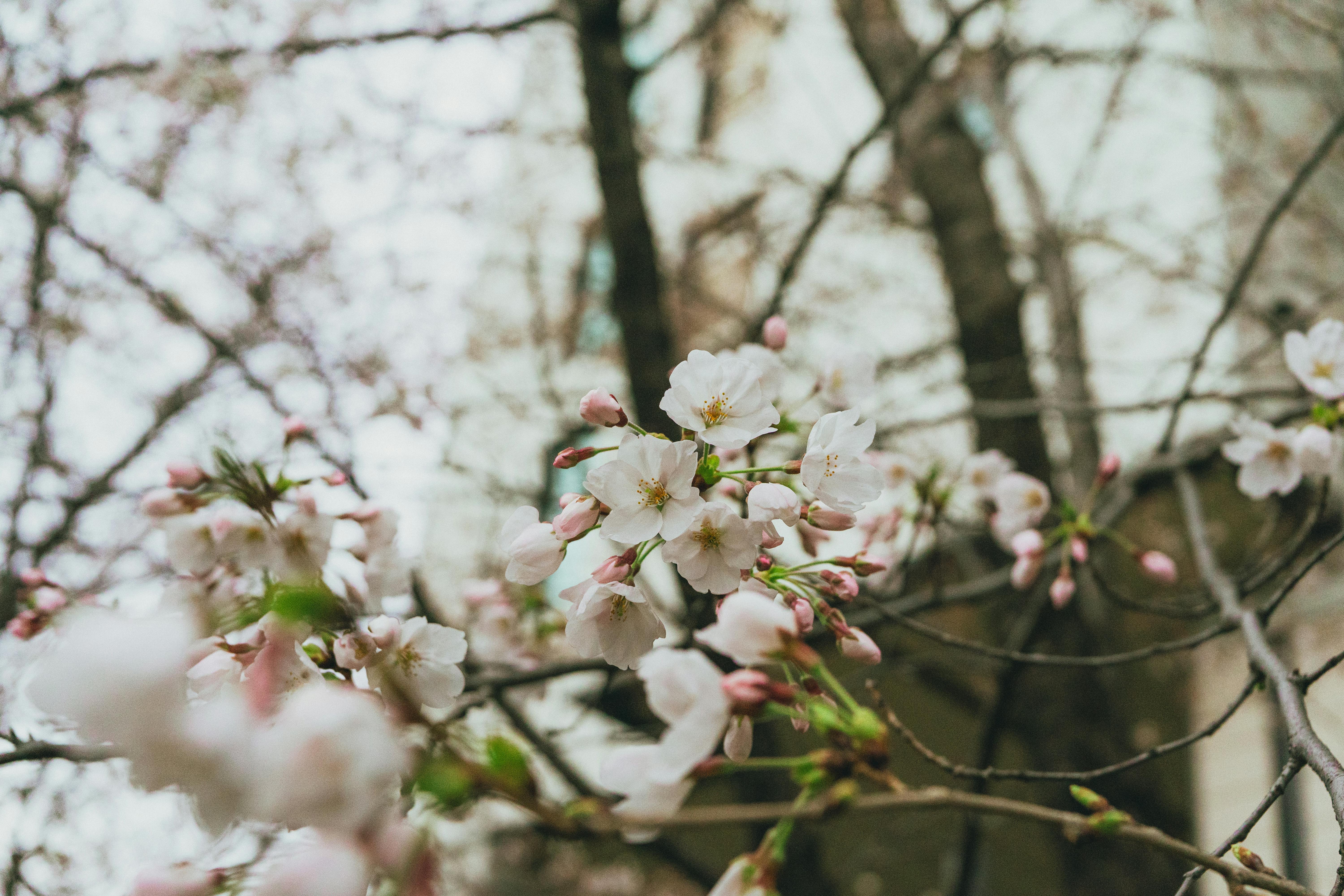 Cherry Blossoms in Springtime Seoul · Free Stock Photo