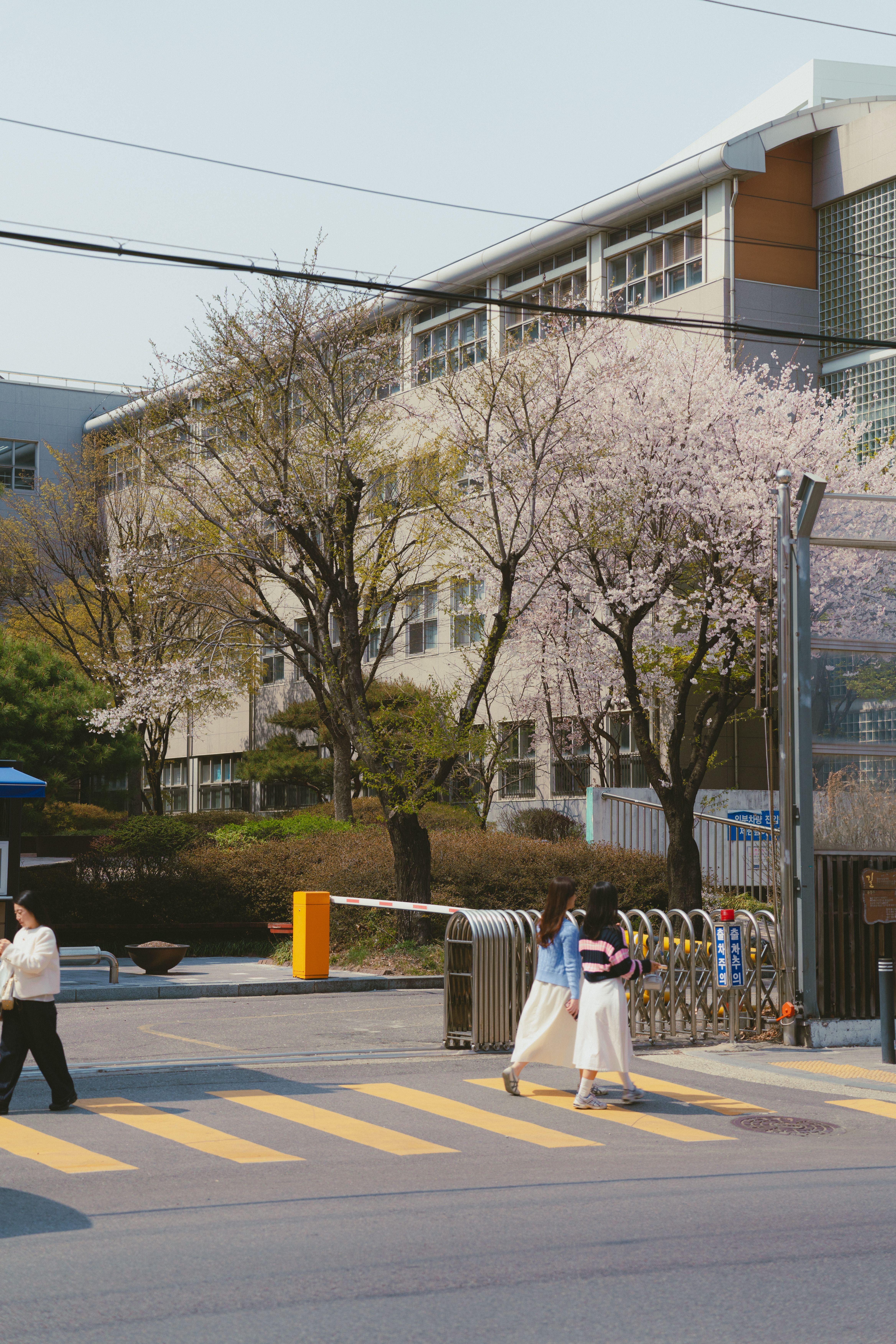 Cherry Blossoms and Spring Scene in Seoul · Free Stock Photo